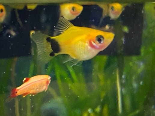 Fancy Fishes