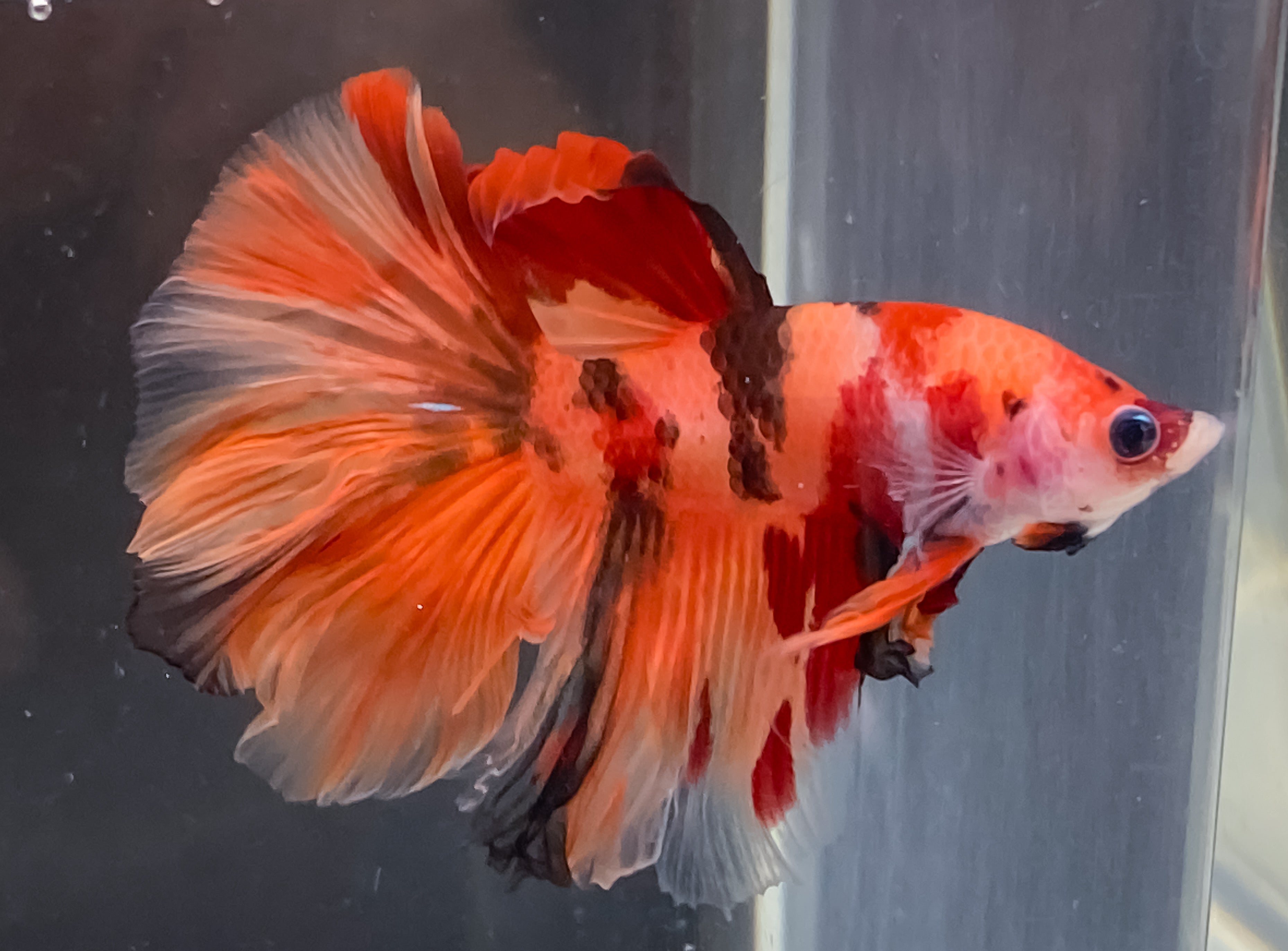 Nemo Koi Halfmoon Male | Fancy Fishes