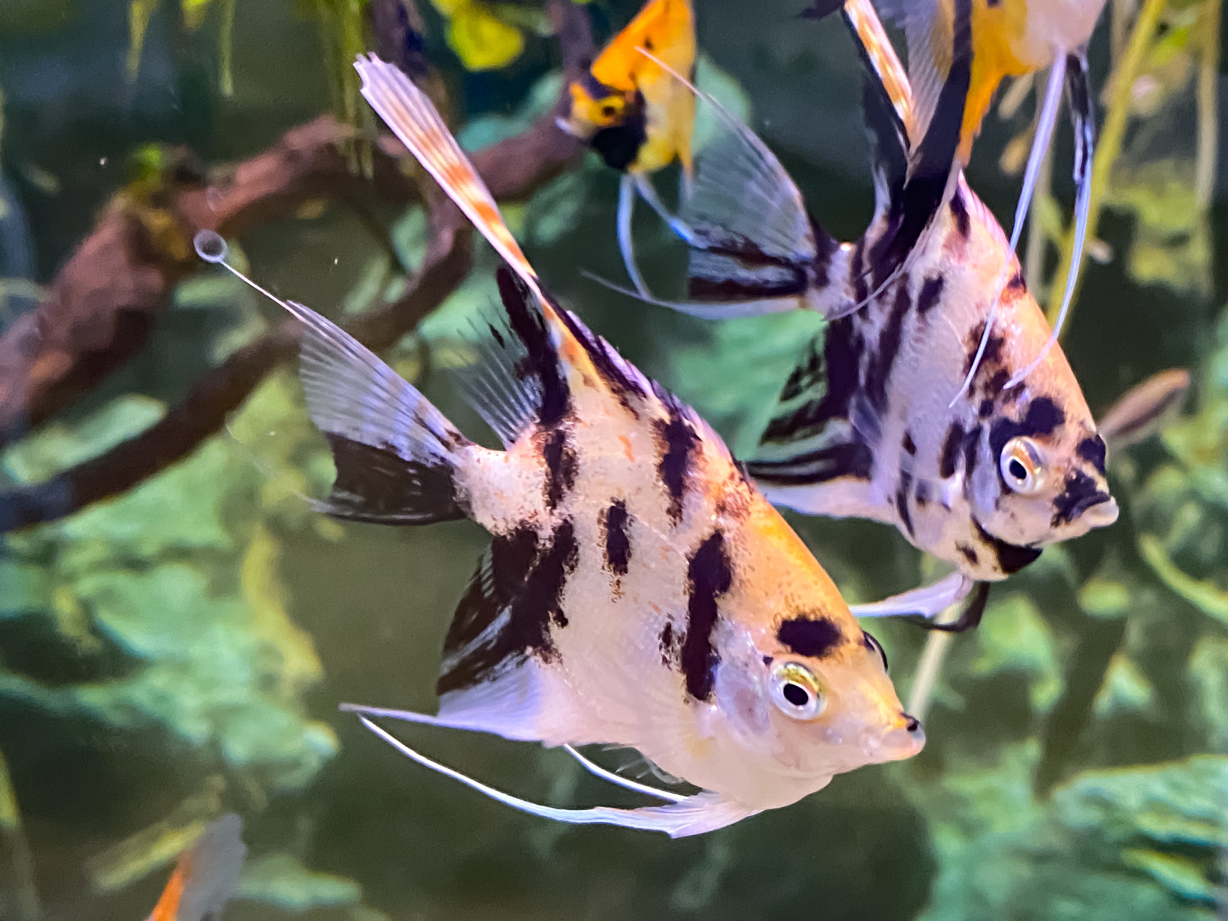 Panda Angel Fish | Fancy Fishes