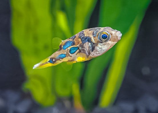 dwarf puffer fish temperature