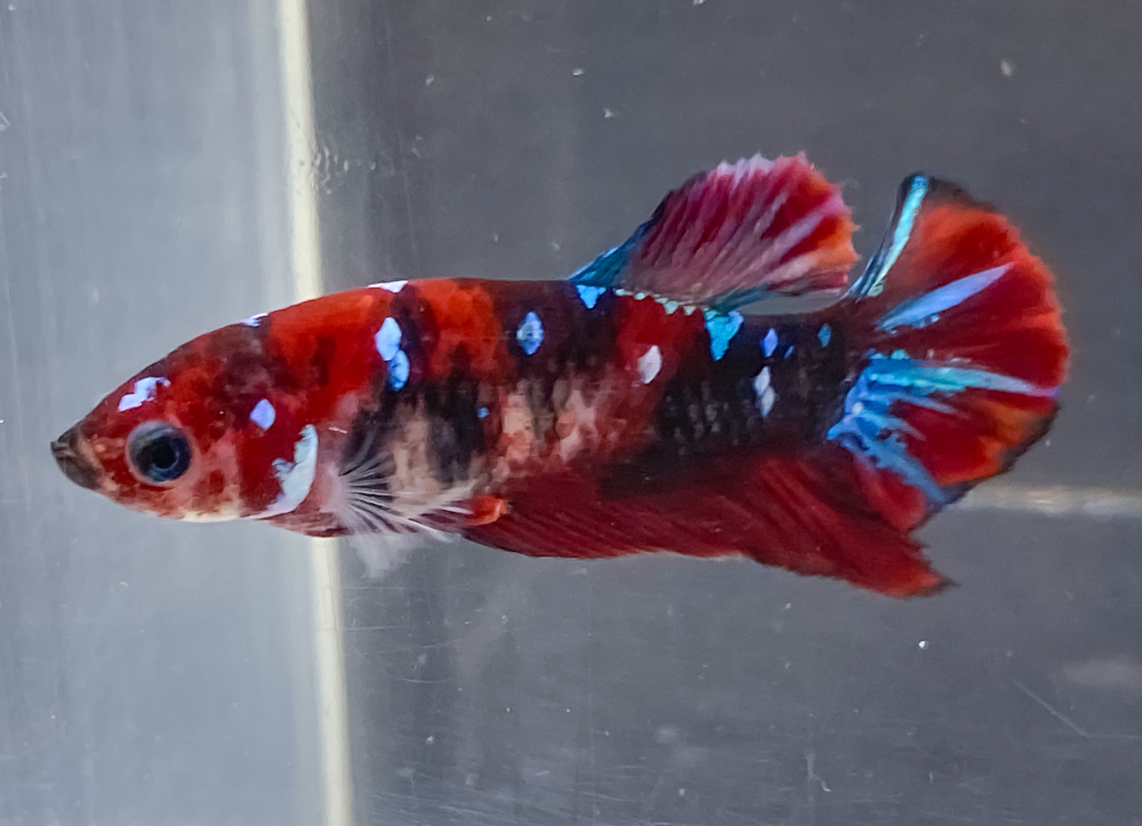 Red Galaxy HMPK Female | Fancy Fishes