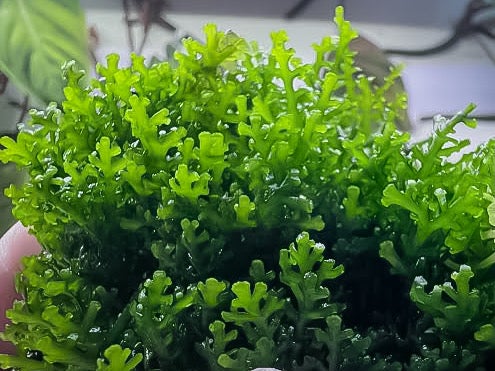 Mini Pellia Moss | Fancy Fishes