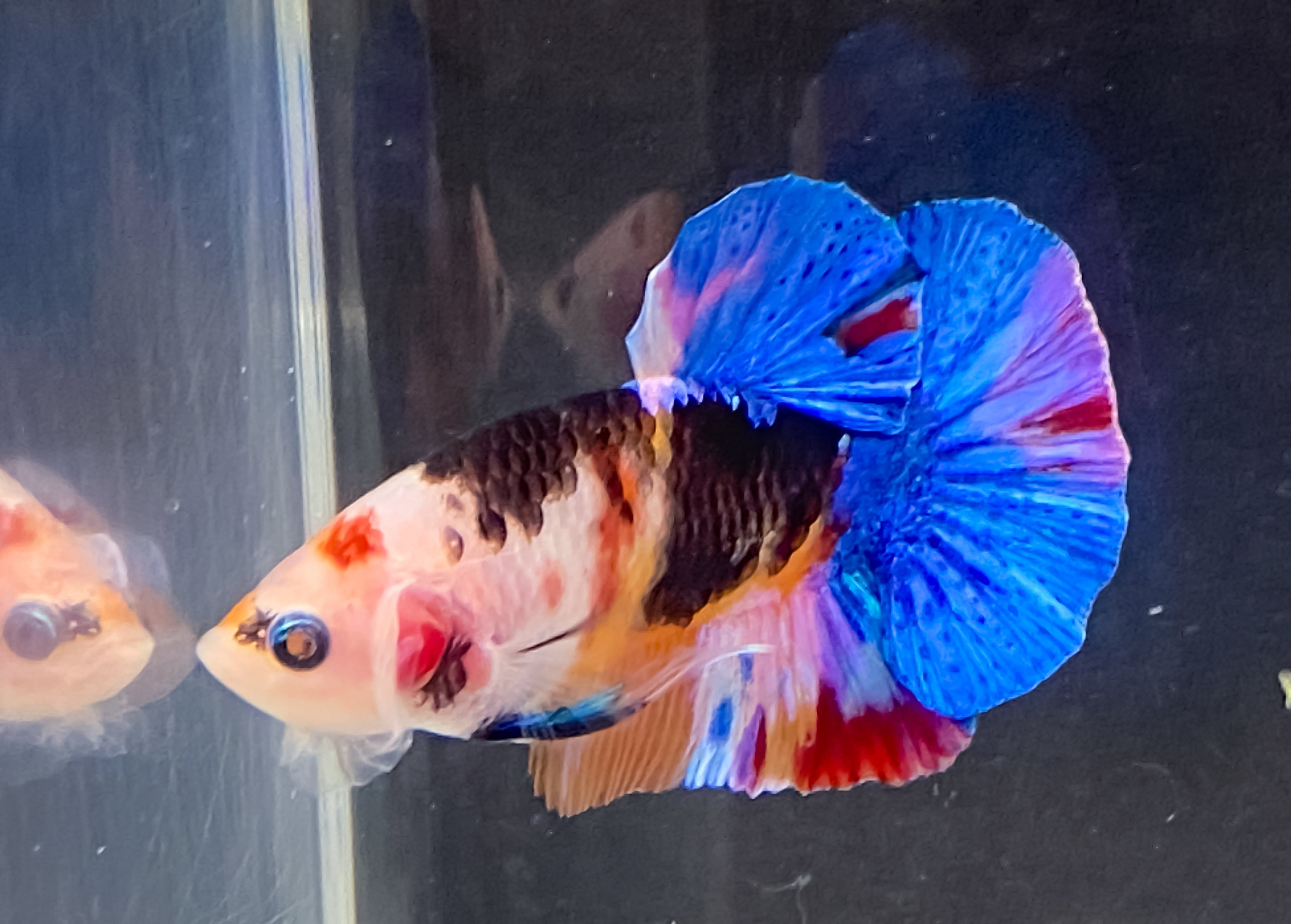 Multicolour HMPK Male | Fancy Fishes