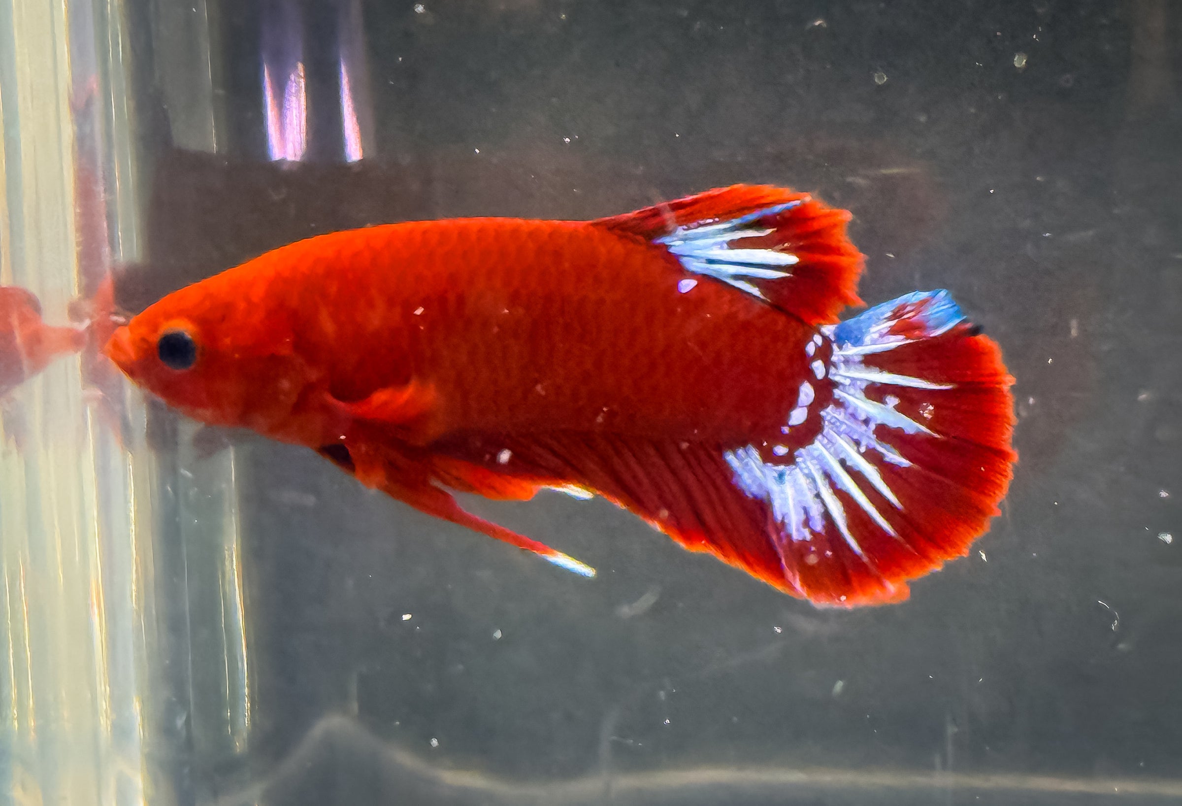 Fancy Fishes