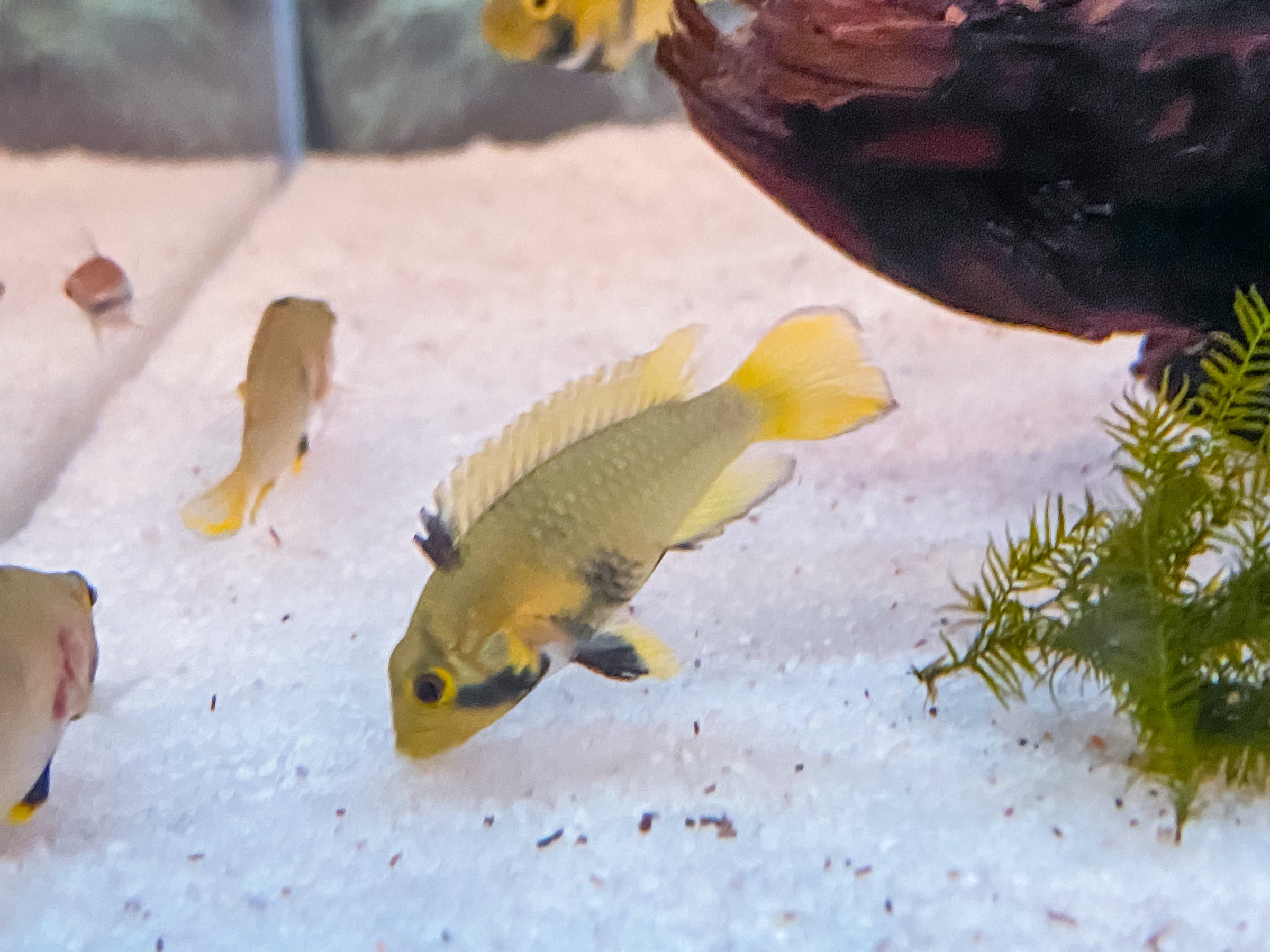 Apistogramma Panduro 5cm | Fancy Fishes
