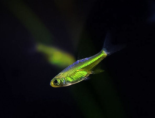Green Neon Rasbora (Microdevario Kubotai) | Fancy Fishes
