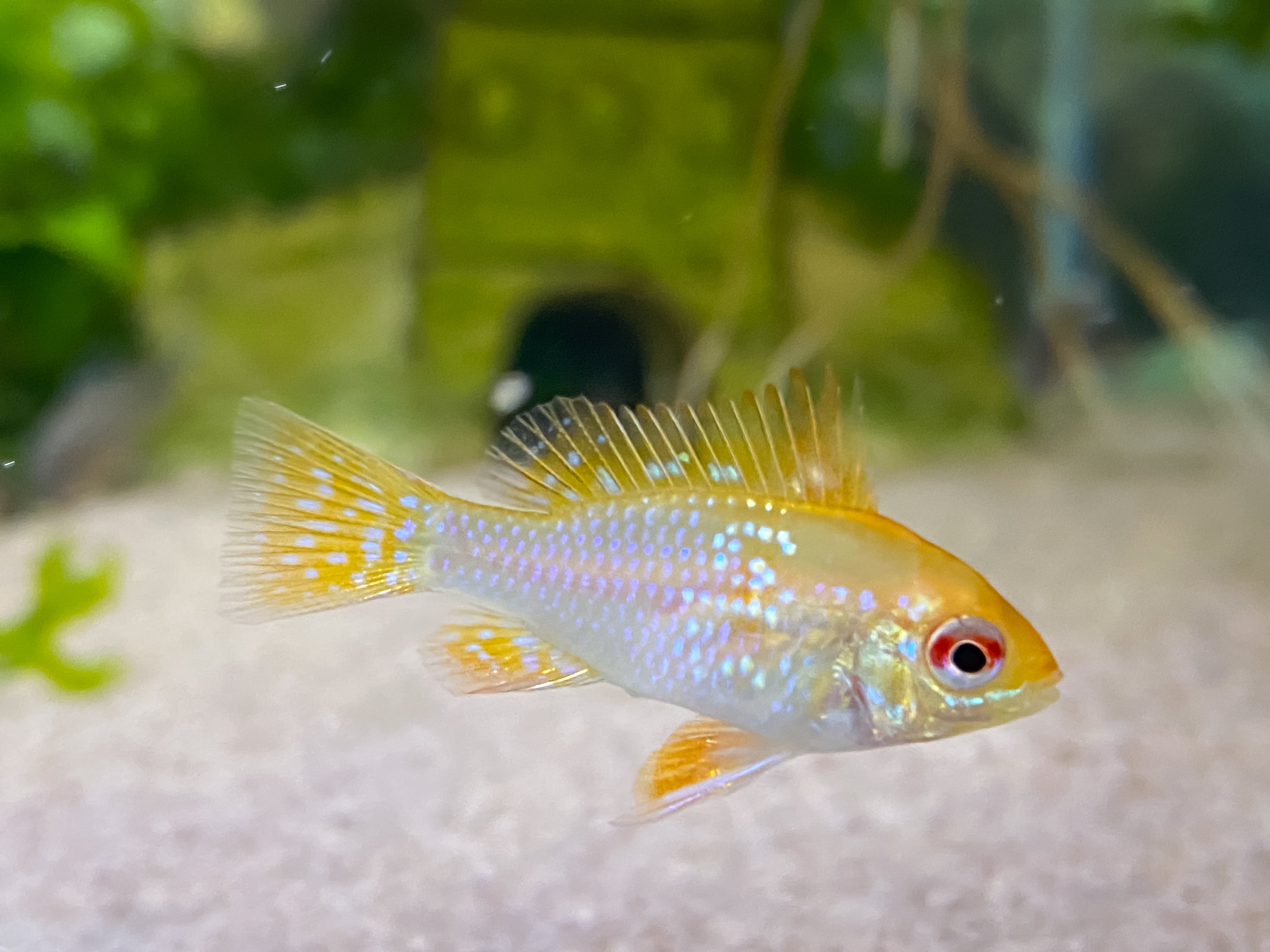 Gold Ram | Fancy Fishes
