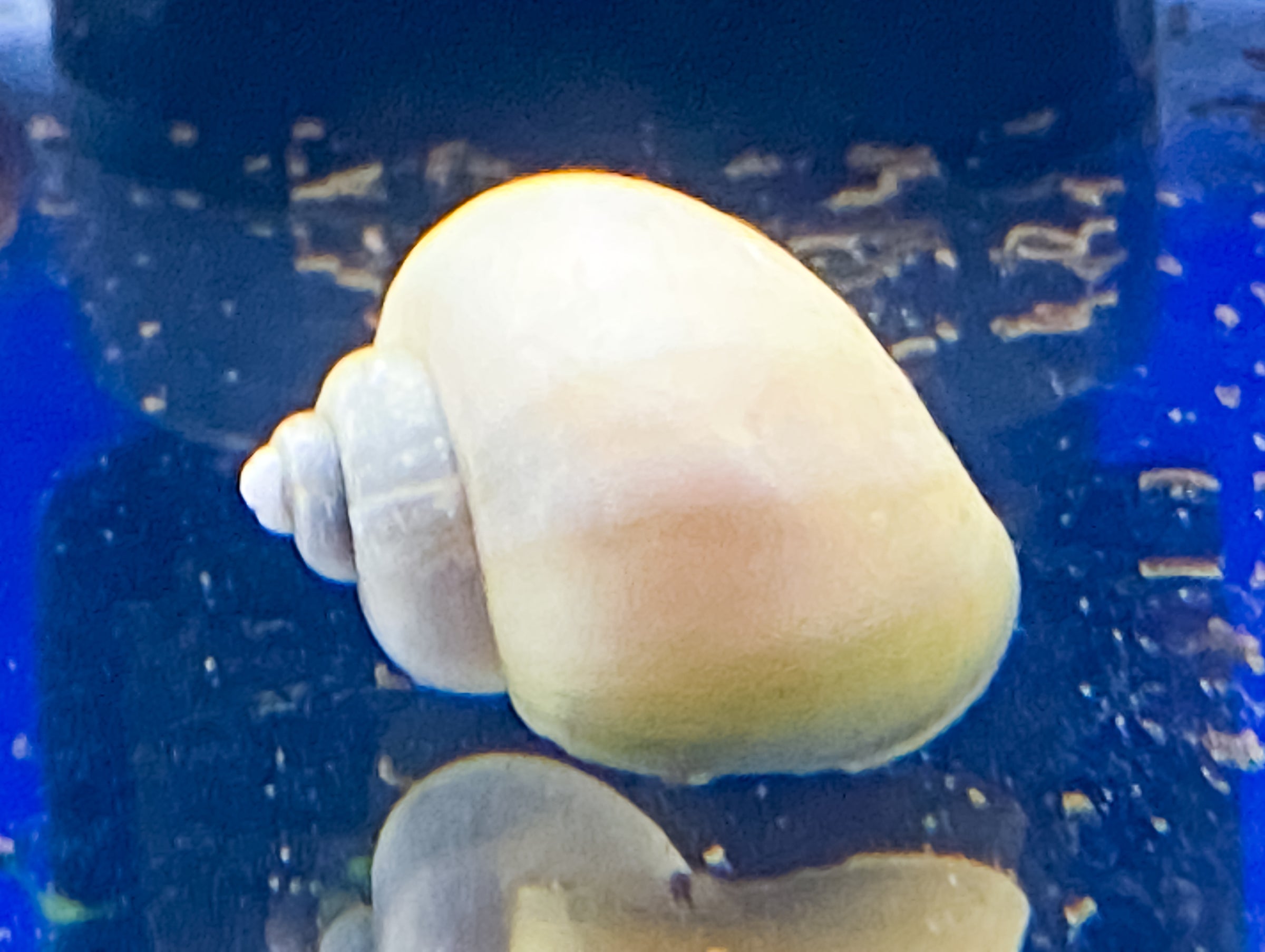 Pearl Ivory Mystery Snail | Fancy Fishes