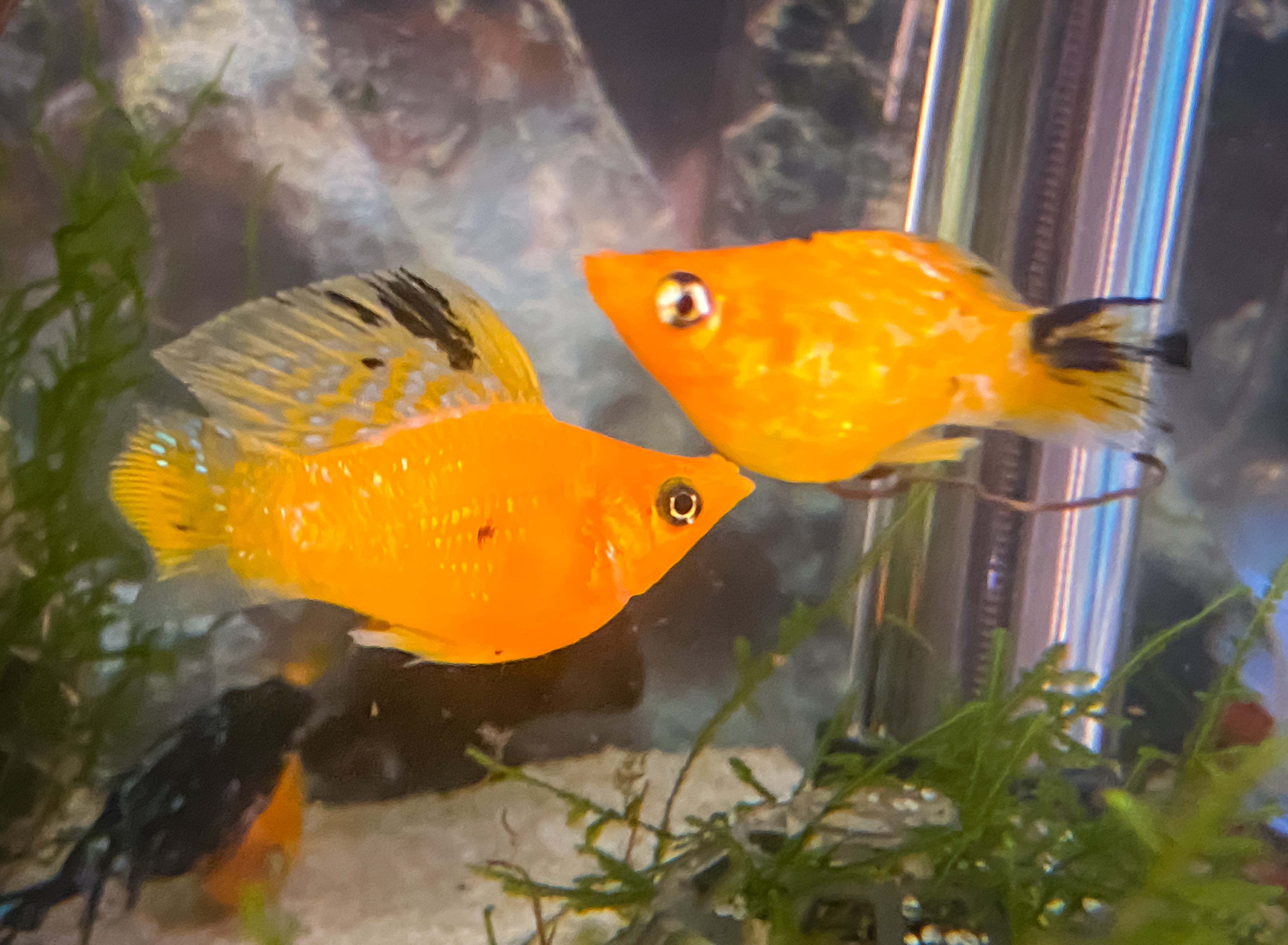 Balloon Molly | Fancy Fishes