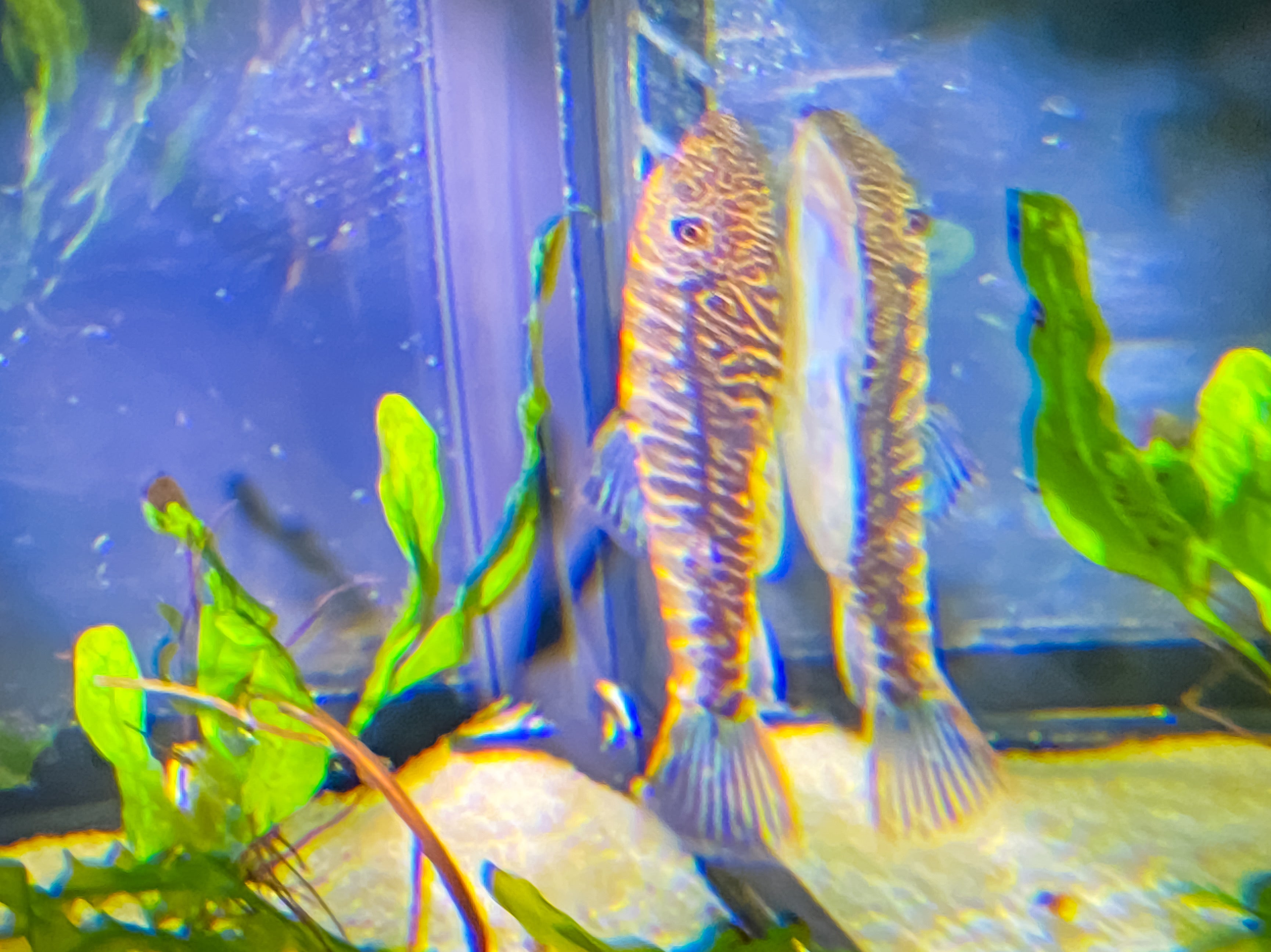 Zebra Borneo Sucker Blue Tail - Gastromyzon sp. SK03 | Fancy Fishes