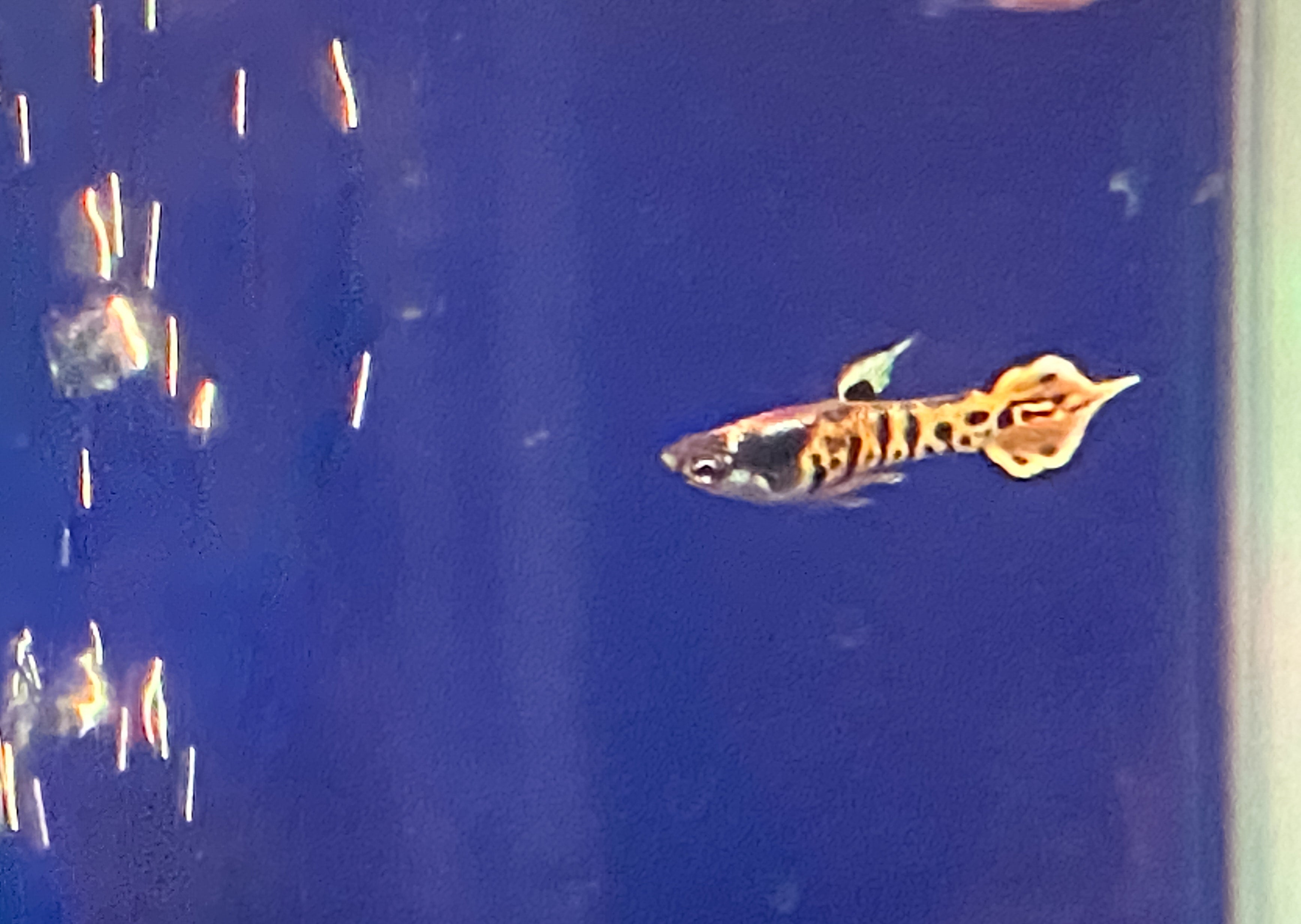 Tiger Endler | Fancy Fishes