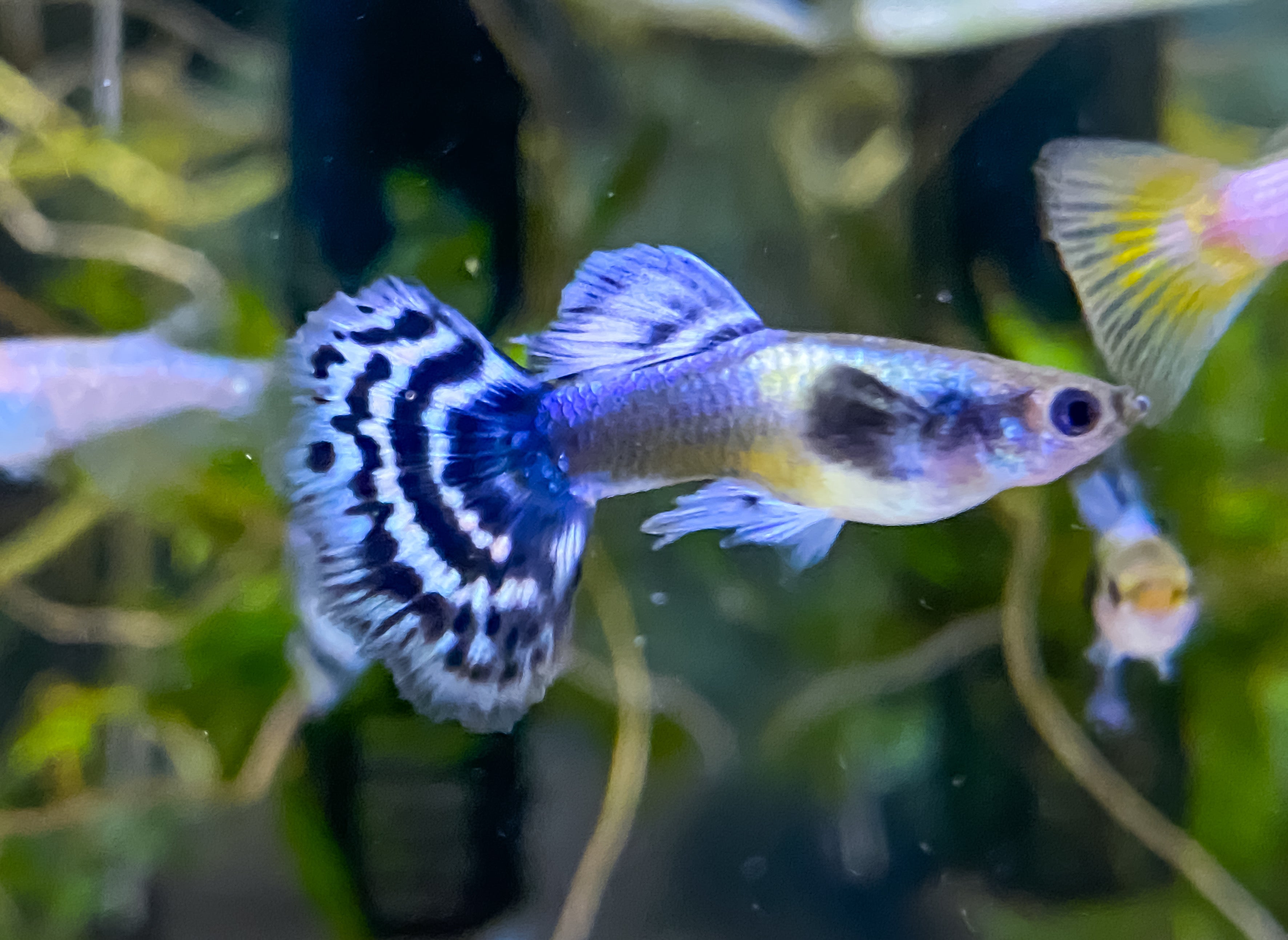 Blue Mosaic Guppy Male | Fancy Fishes