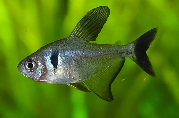 black phantom fish