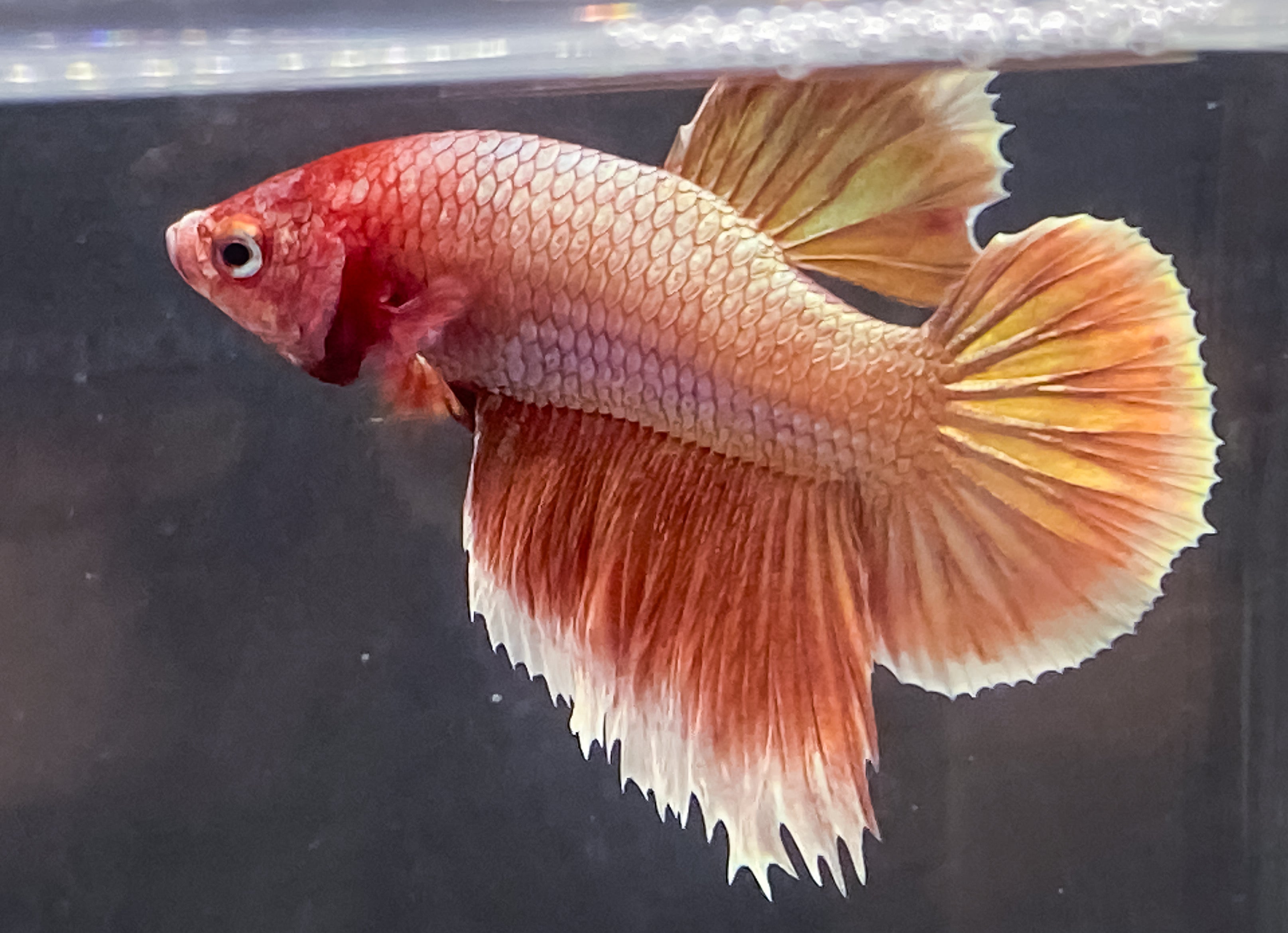 Rose Gold HMPK Male | Fancy Fishes