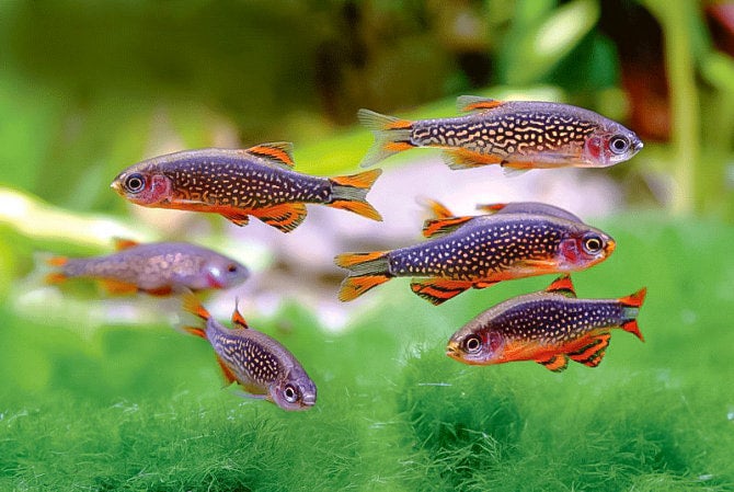 Celestial Pearl Danio / Galaxy Rasbora | Fancy Fishes