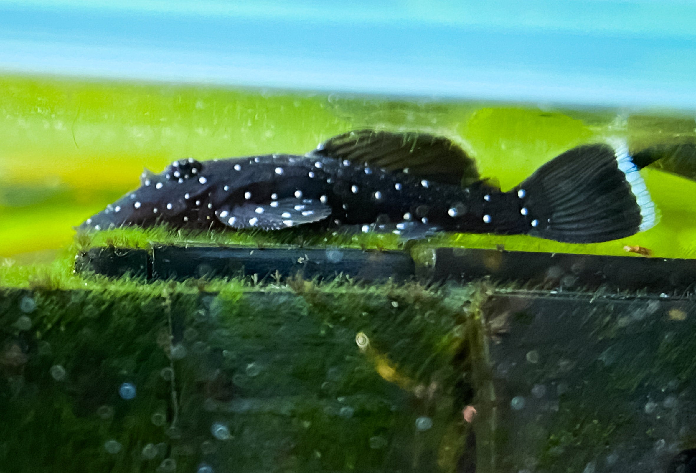 Peppermint Bristlenose Pleco | Fancy Fishes