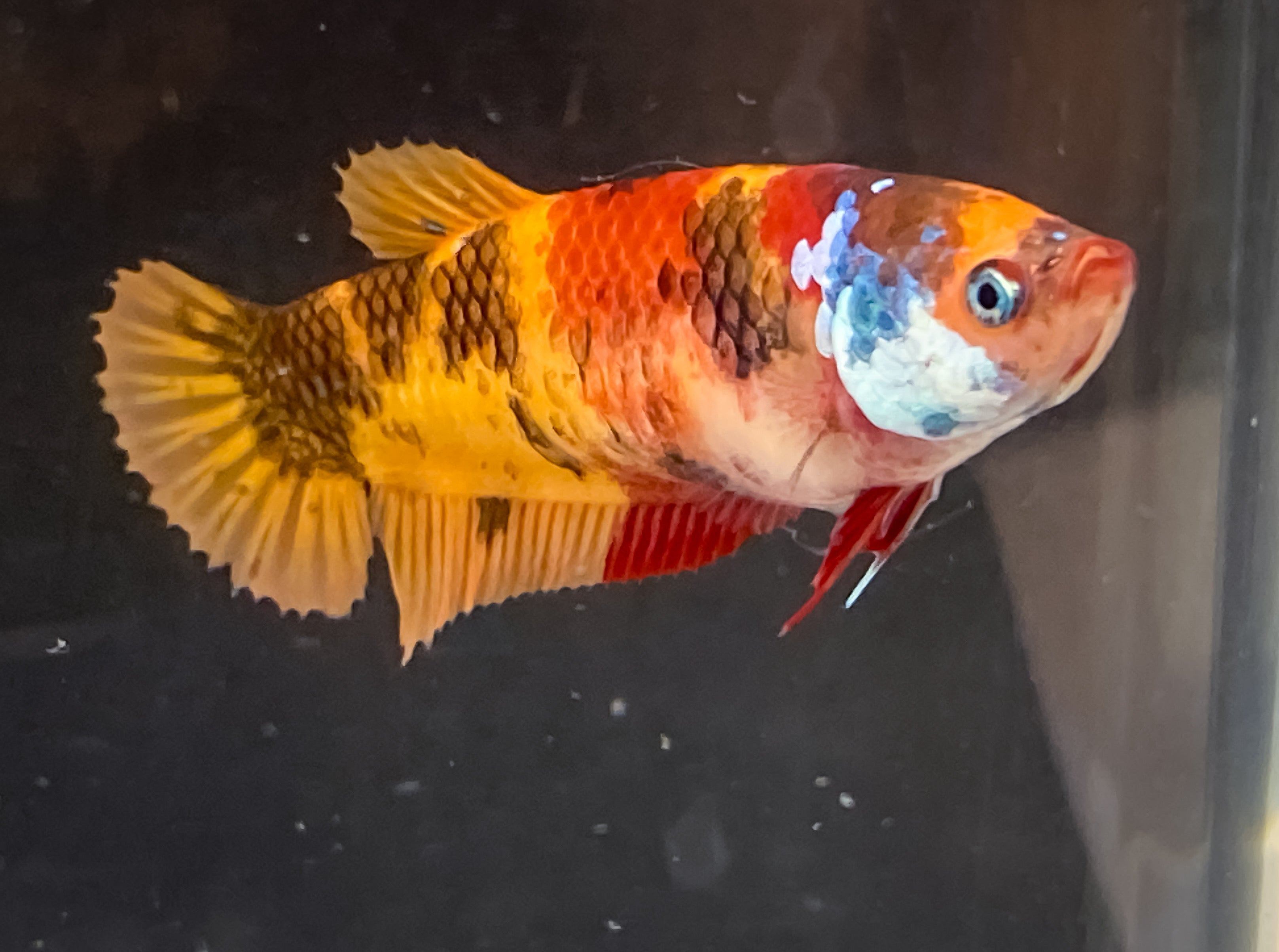 Nemo Koi HMPK Female | Fancy Fishes