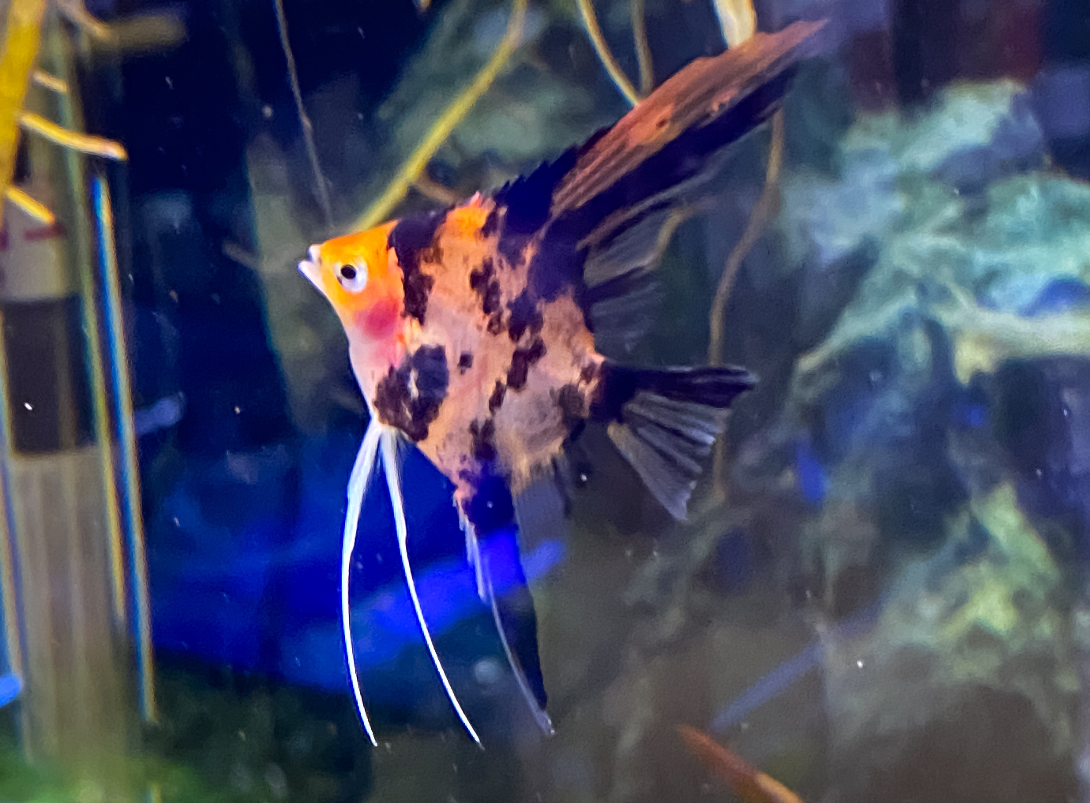 German Red Devil Angelfish | Fancy Fishes