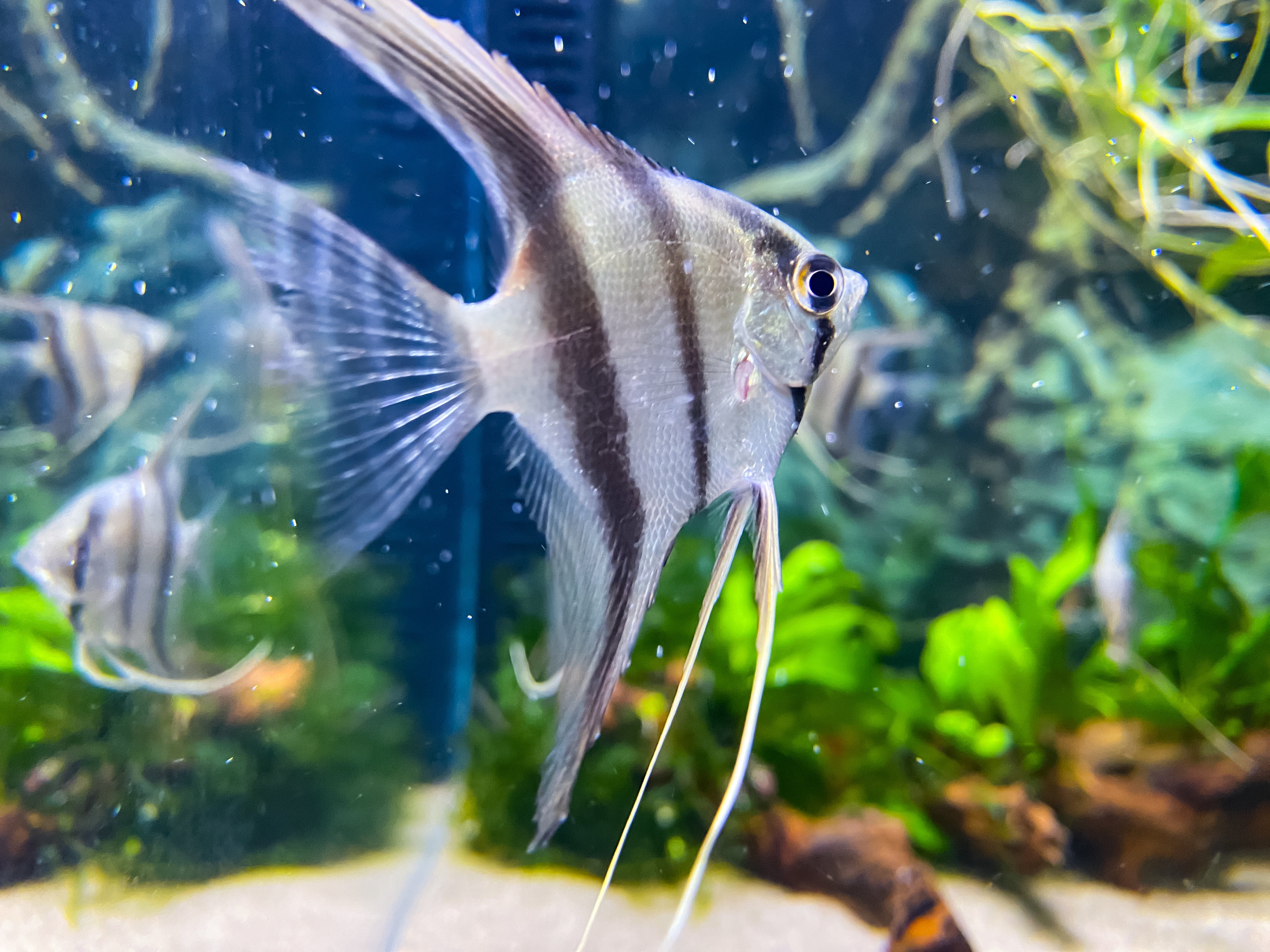 Pinoy Angelfish | Fancy Fishes