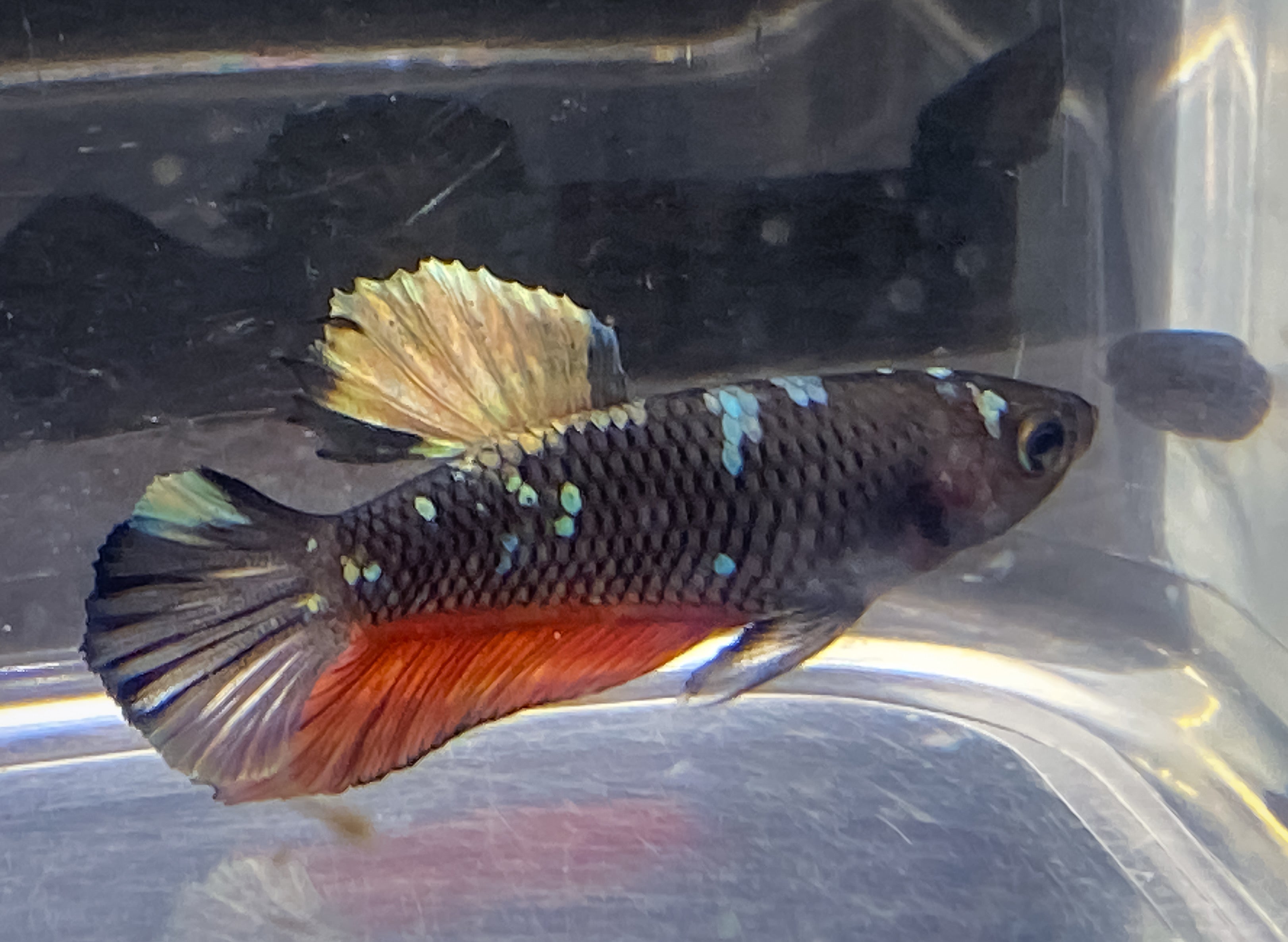 Avatar Nemo HMPK Female | Fancy Fishes