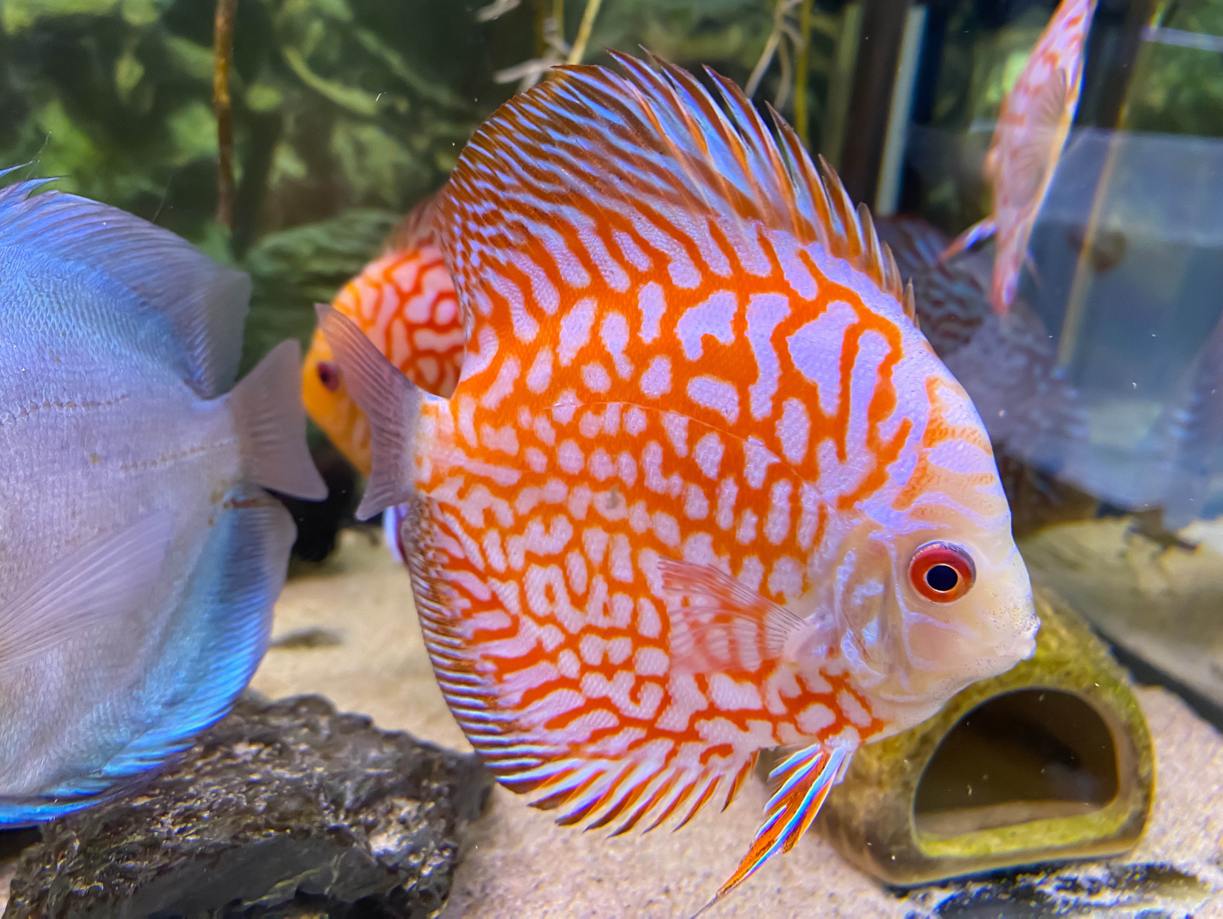Red Checkerboard Discus 10cm | Fancy Fishes