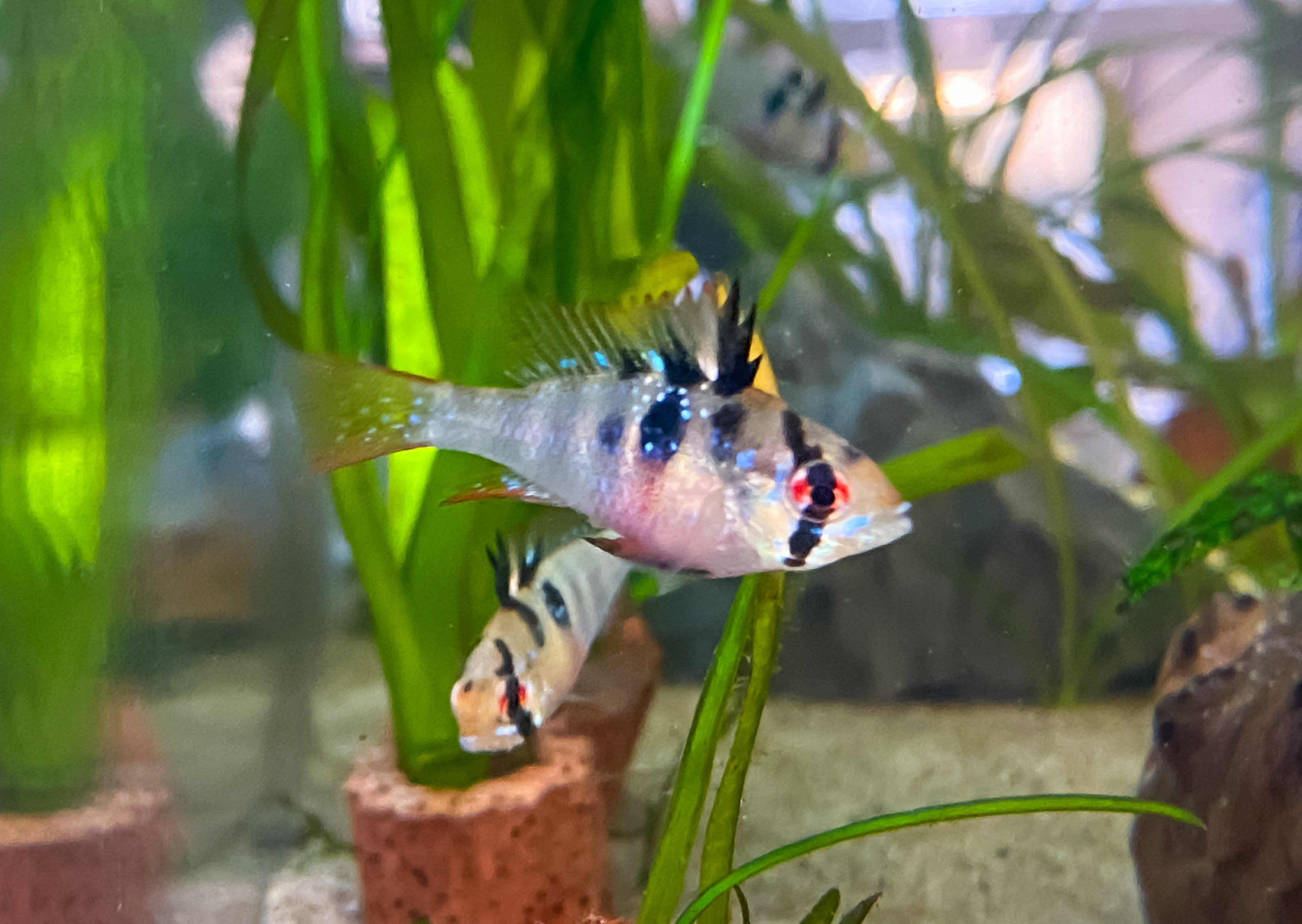 German Blue Ram | Fancy Fishes