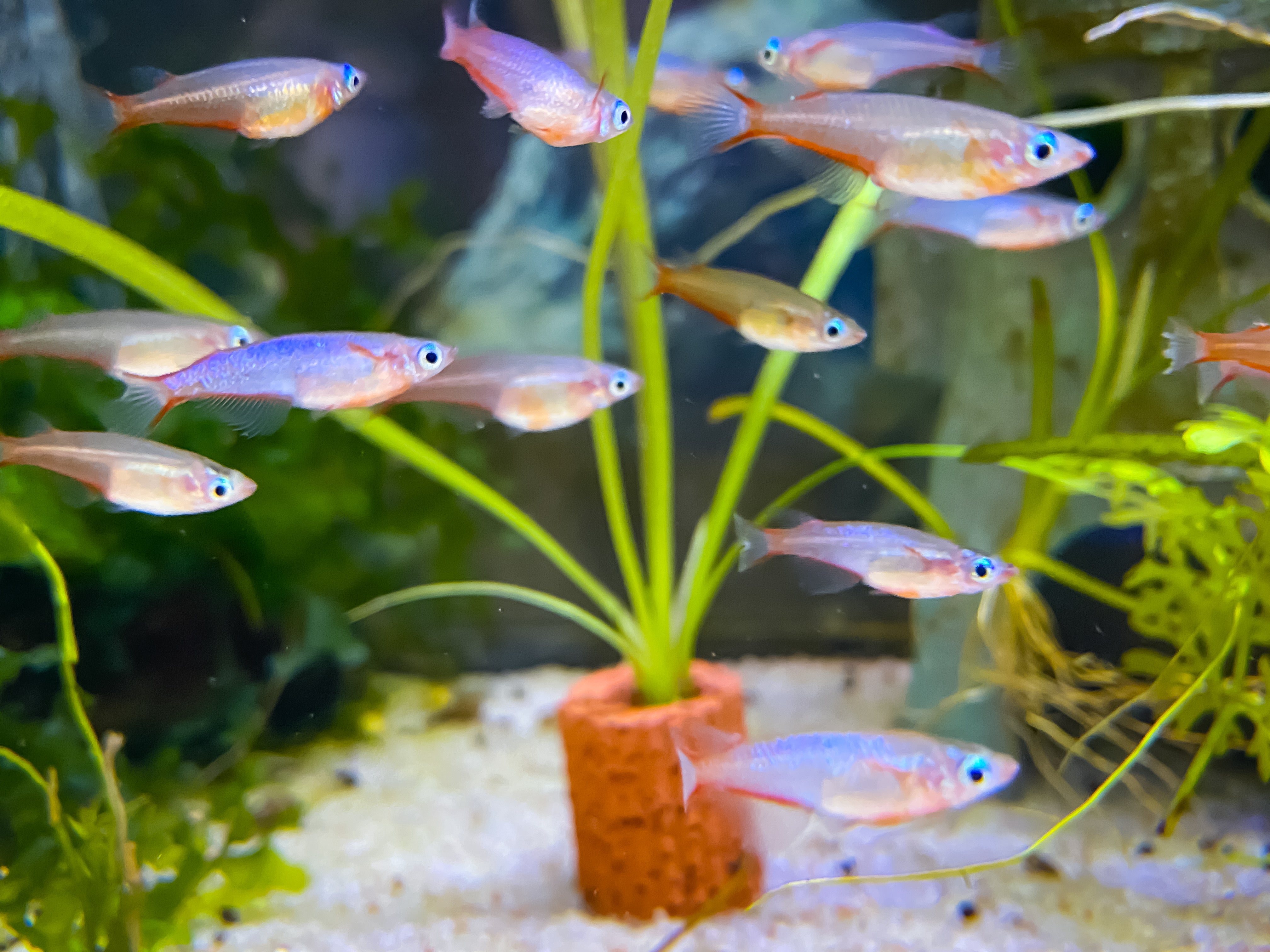 Neon Blue Medaka Ricefish | Fancy Fishes