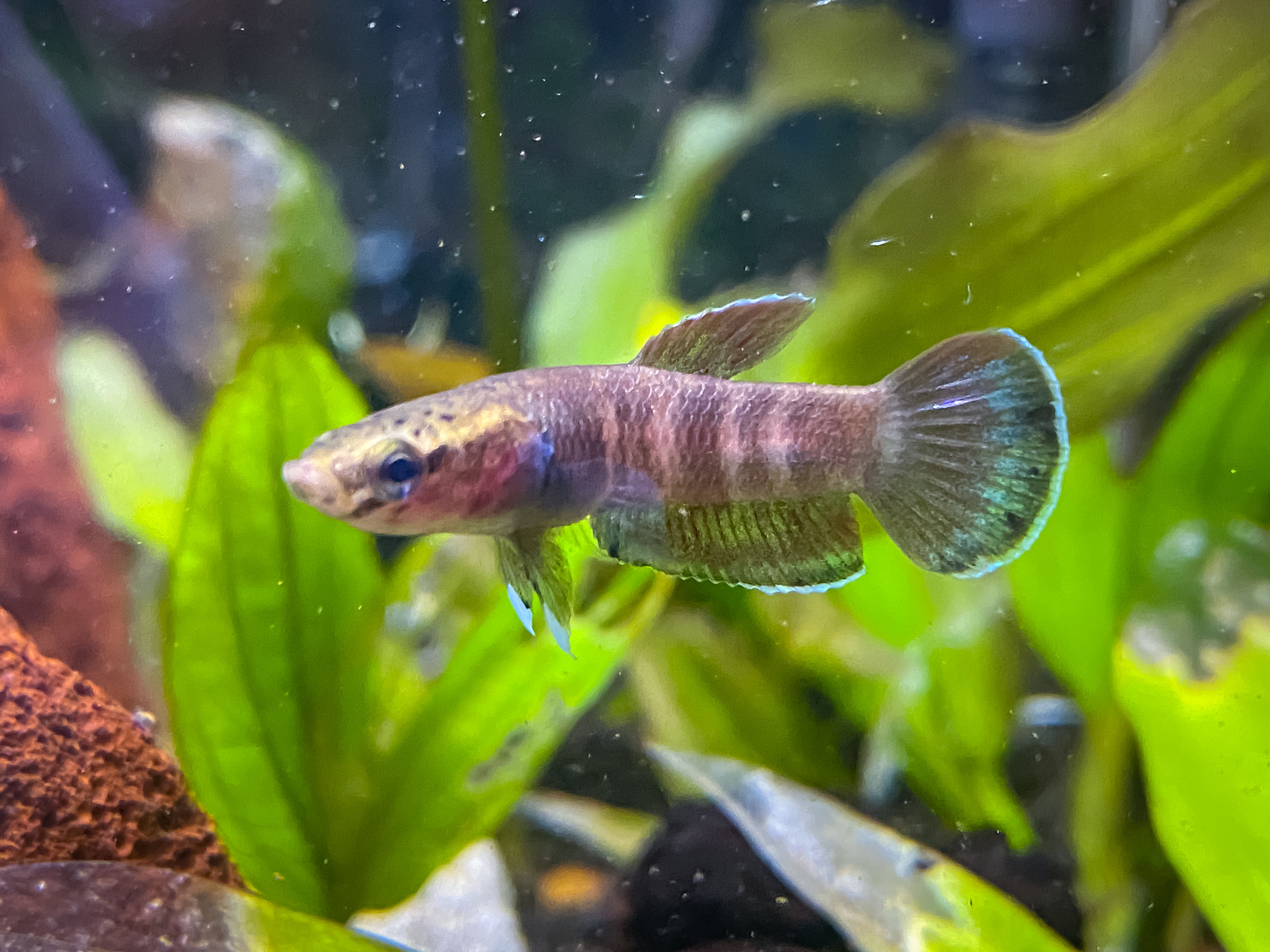 Betta Channoides - Wild Betta | Fancy Fishes