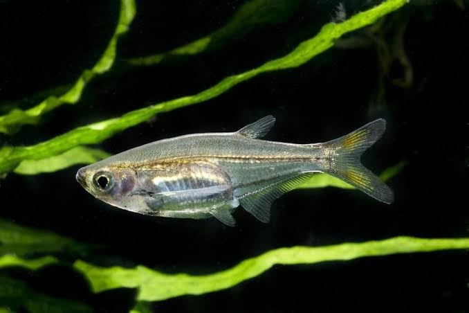 Glass Flying Barb | Fancy Fishes