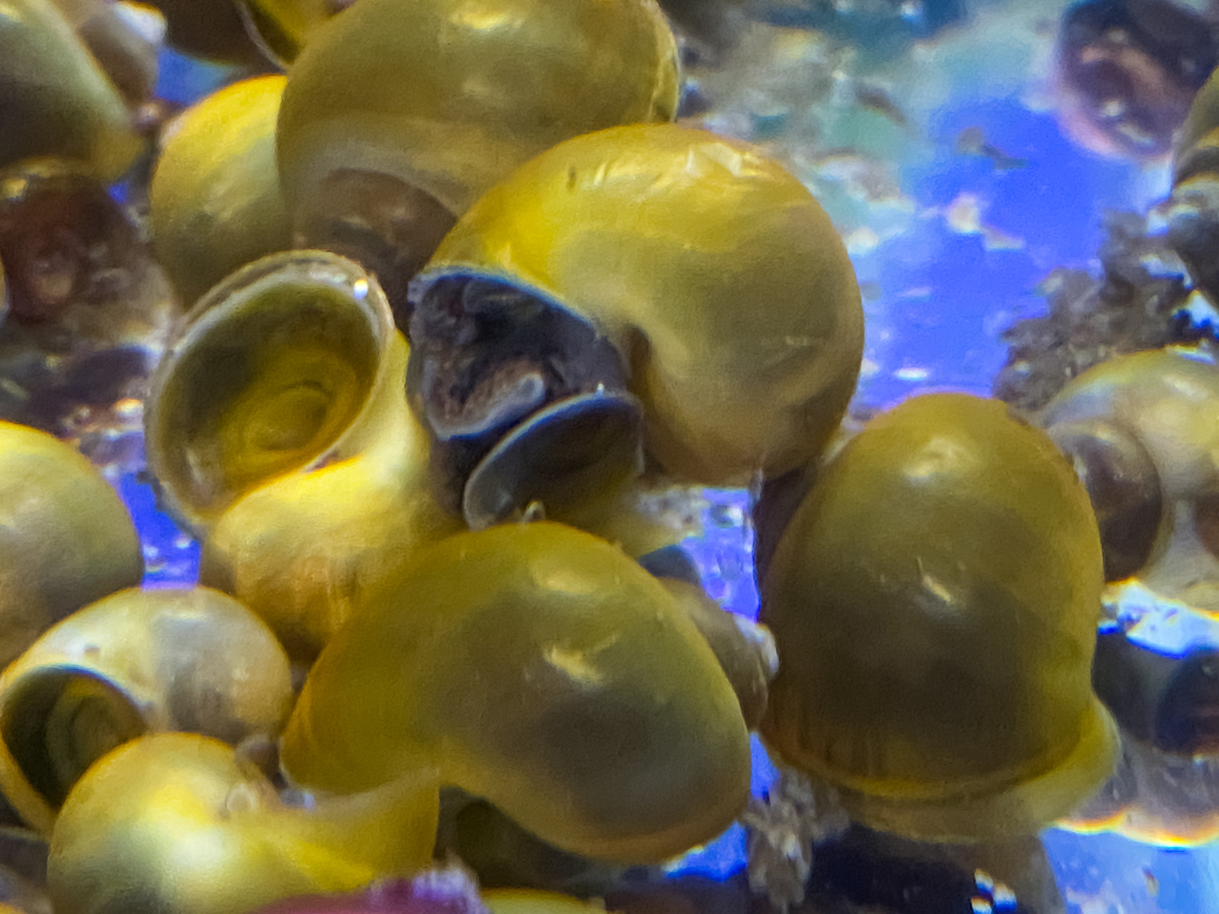 Jade Mystery Snail | Fancy Fishes
