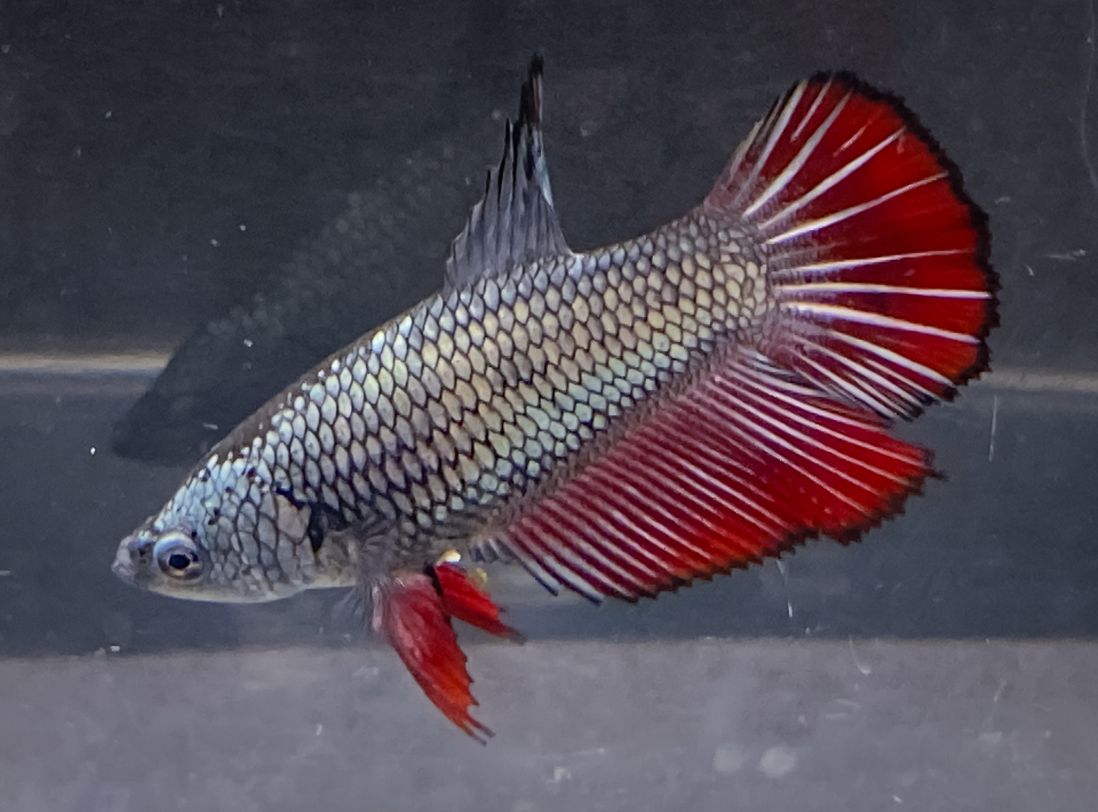 Red Copper HMPK Female | Fancy Fishes