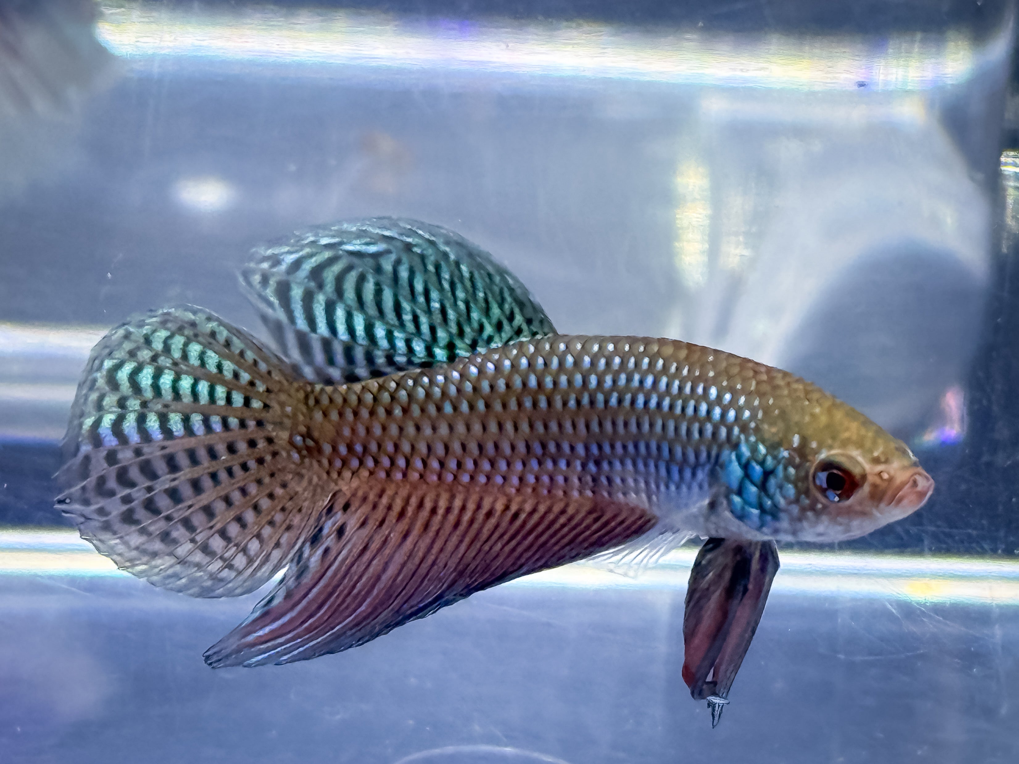 Smaragdina Guitar | Fancy Fishes