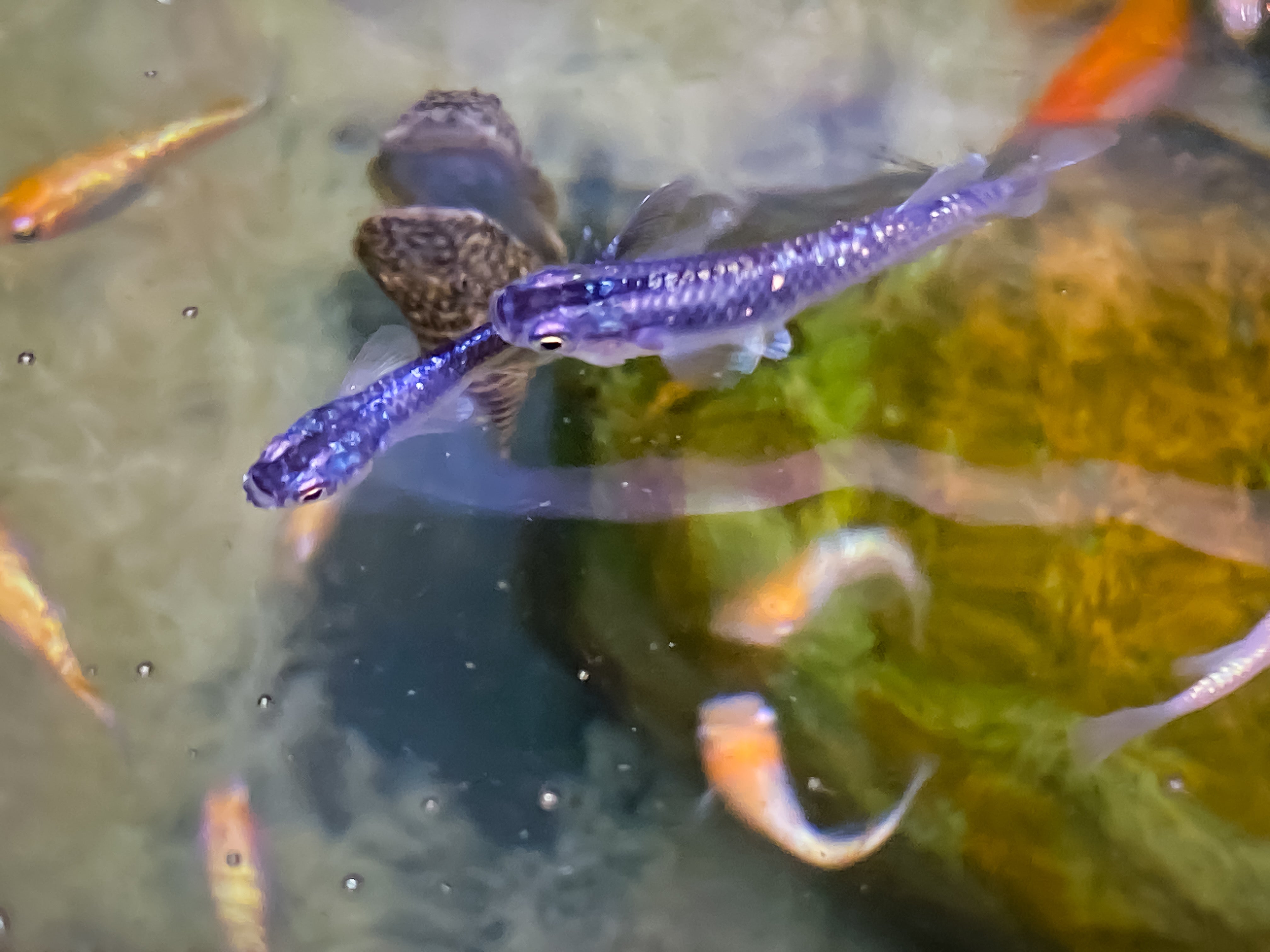 Midnight Lame Medaka | Fancy Fishes