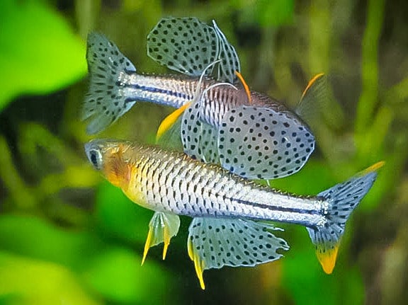 Spotted Blue Eye Rainbowfish - Pseudomugil Gertrudae (Cato River ...