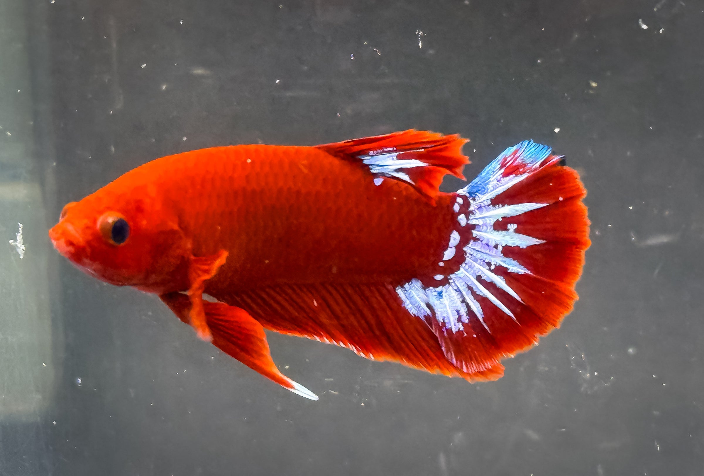 Fancy Fishes