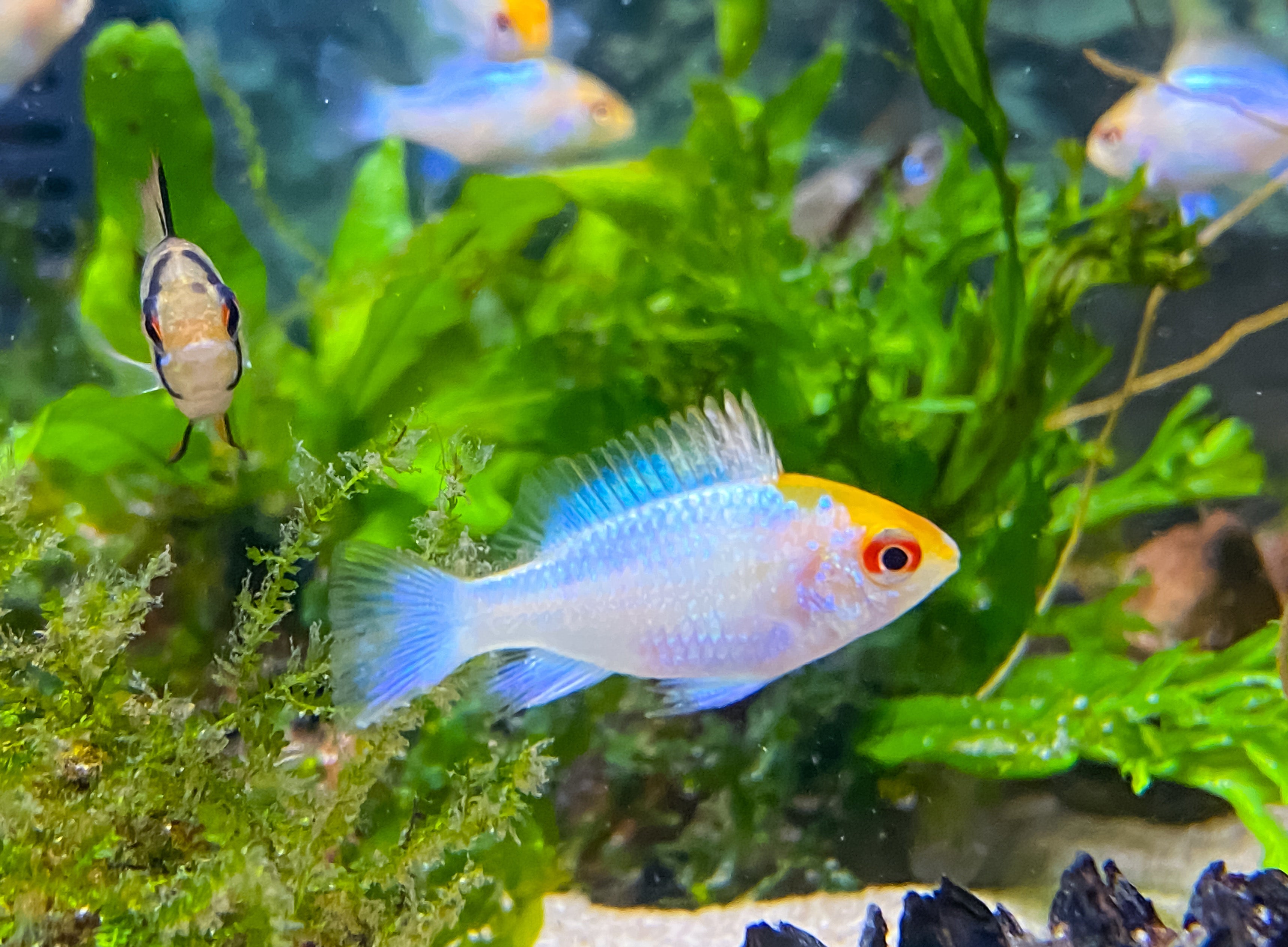 Neon Blue Golden Head Ram | Fancy Fishes