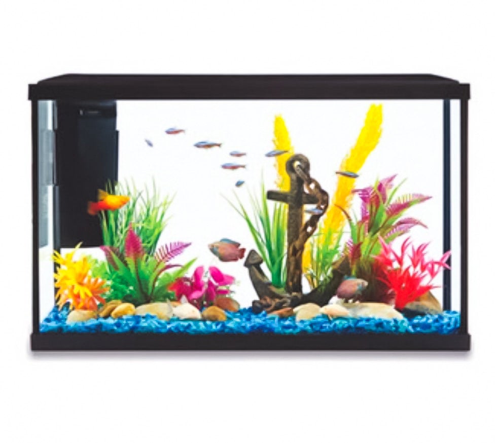 Aquarium Starter Kit 38L | Fancy Fishes