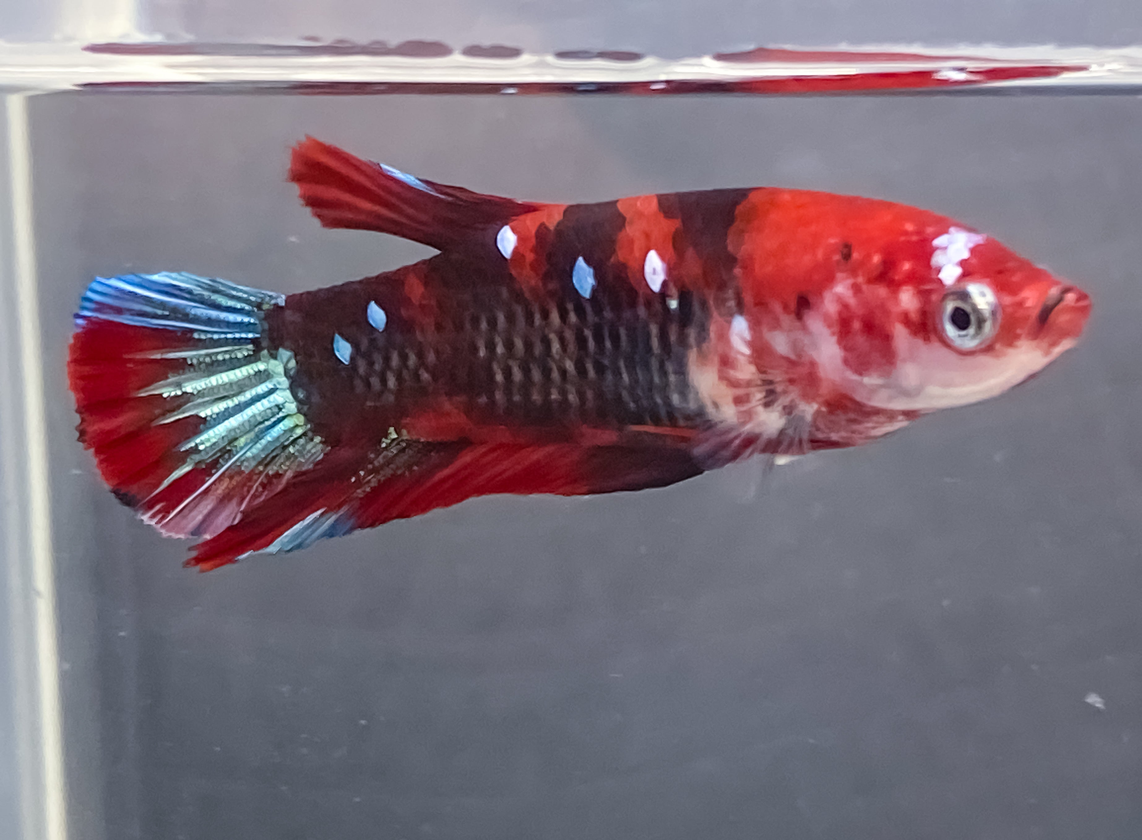 Red Galaxy HMPK Female | Fancy Fishes