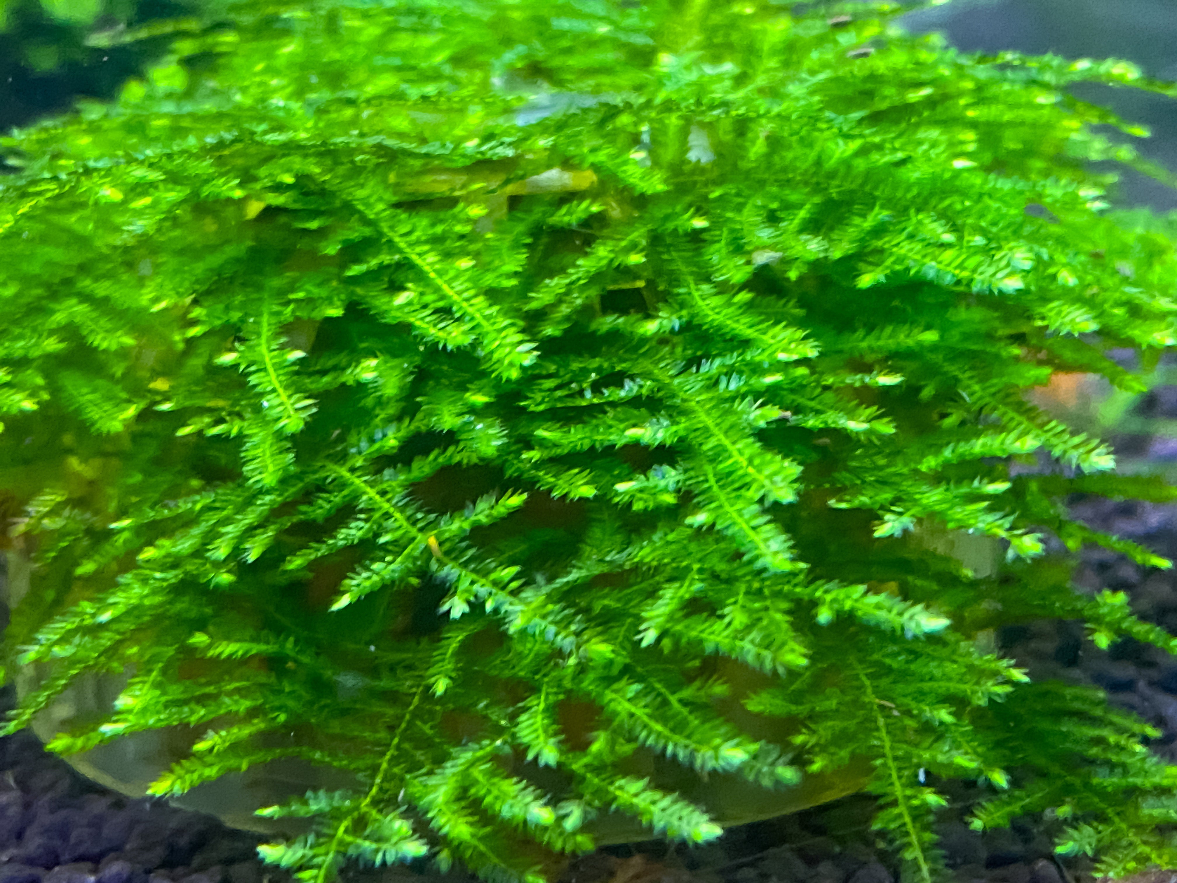Taiwan Moss - Taxiphyllum Alternans | Fancy Fishes
