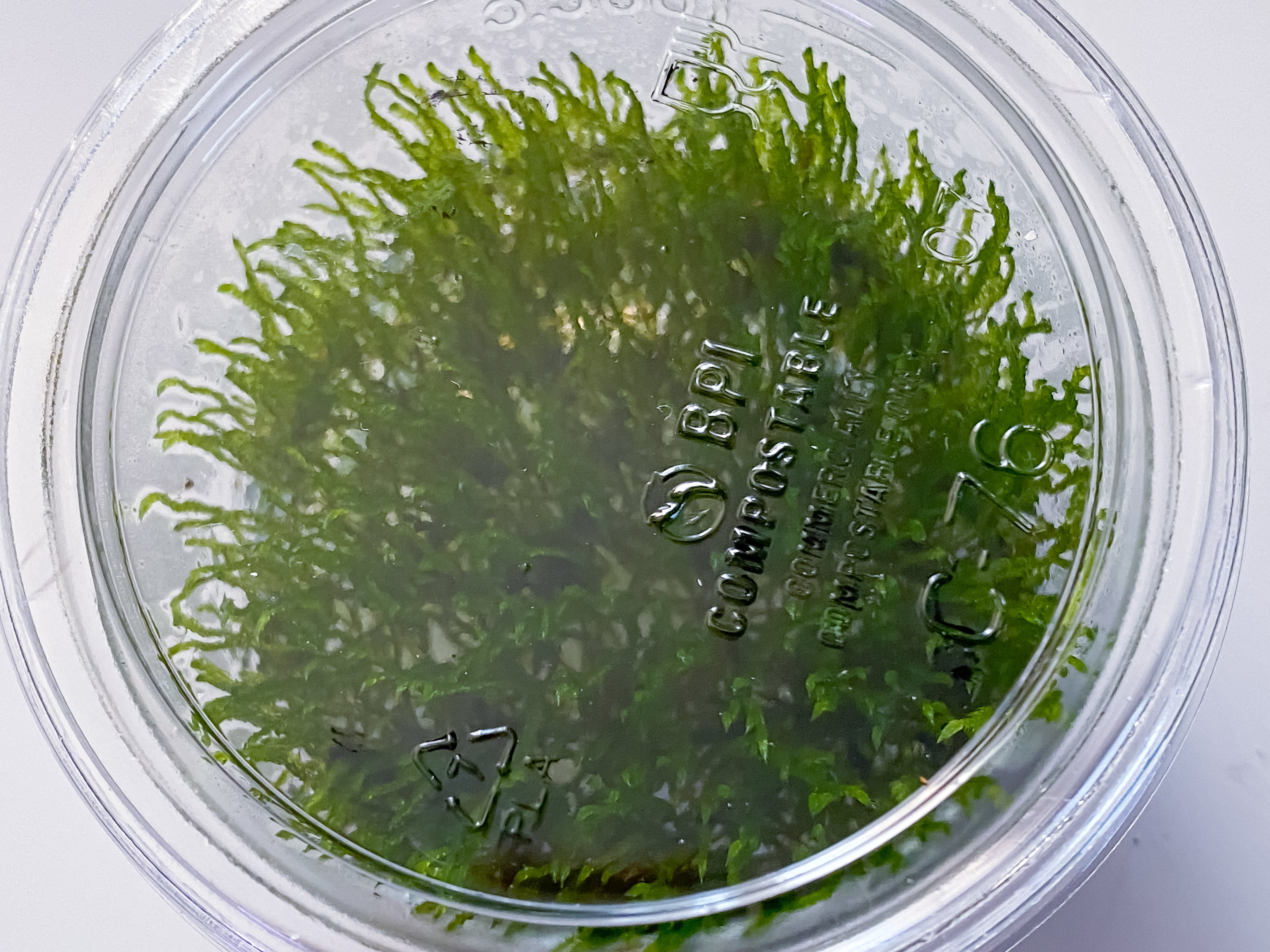 Taiwan Moss - Taxiphyllum Alternans Tissue Culture | Fancy Fishes