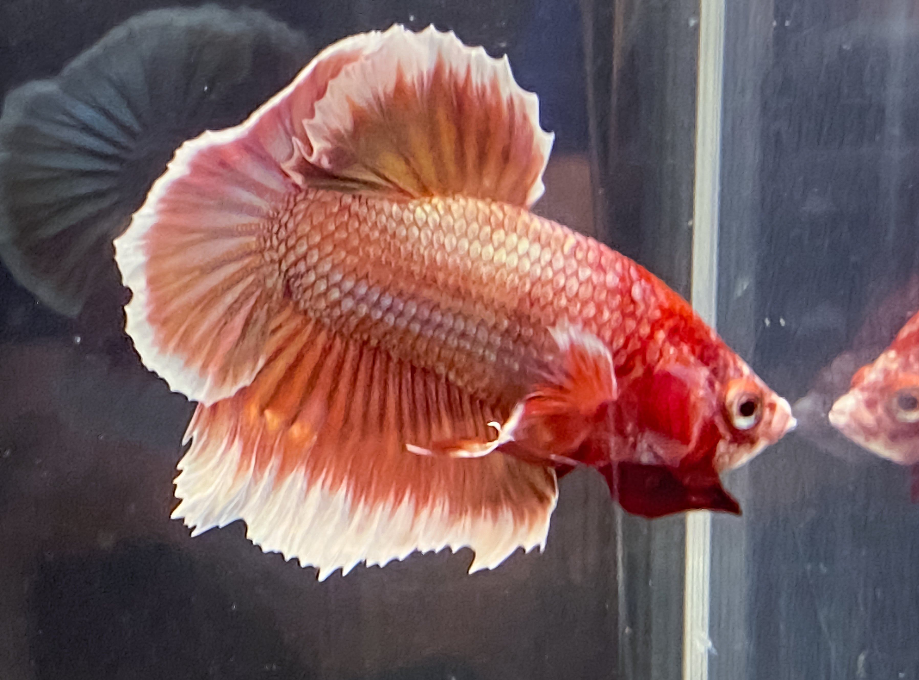 Rose Gold HMPK Male | Fancy Fishes