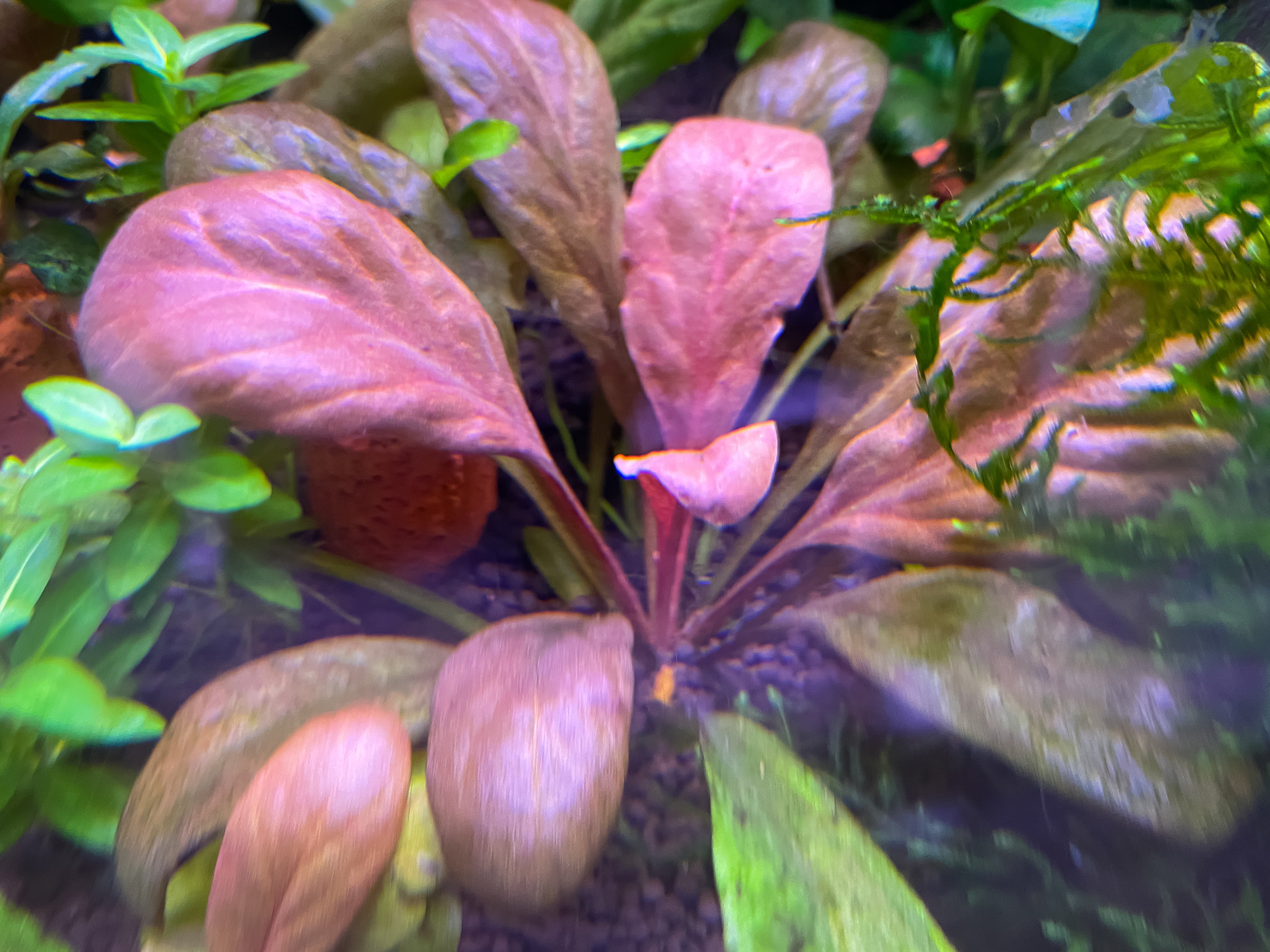 Samolus Parviflorus Red on Terracota Pot | Fancy Fishes