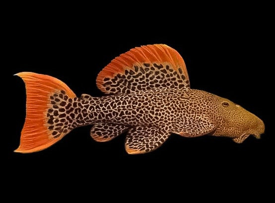 Leopard Cactus Pleco L600 | Fancy Fishes