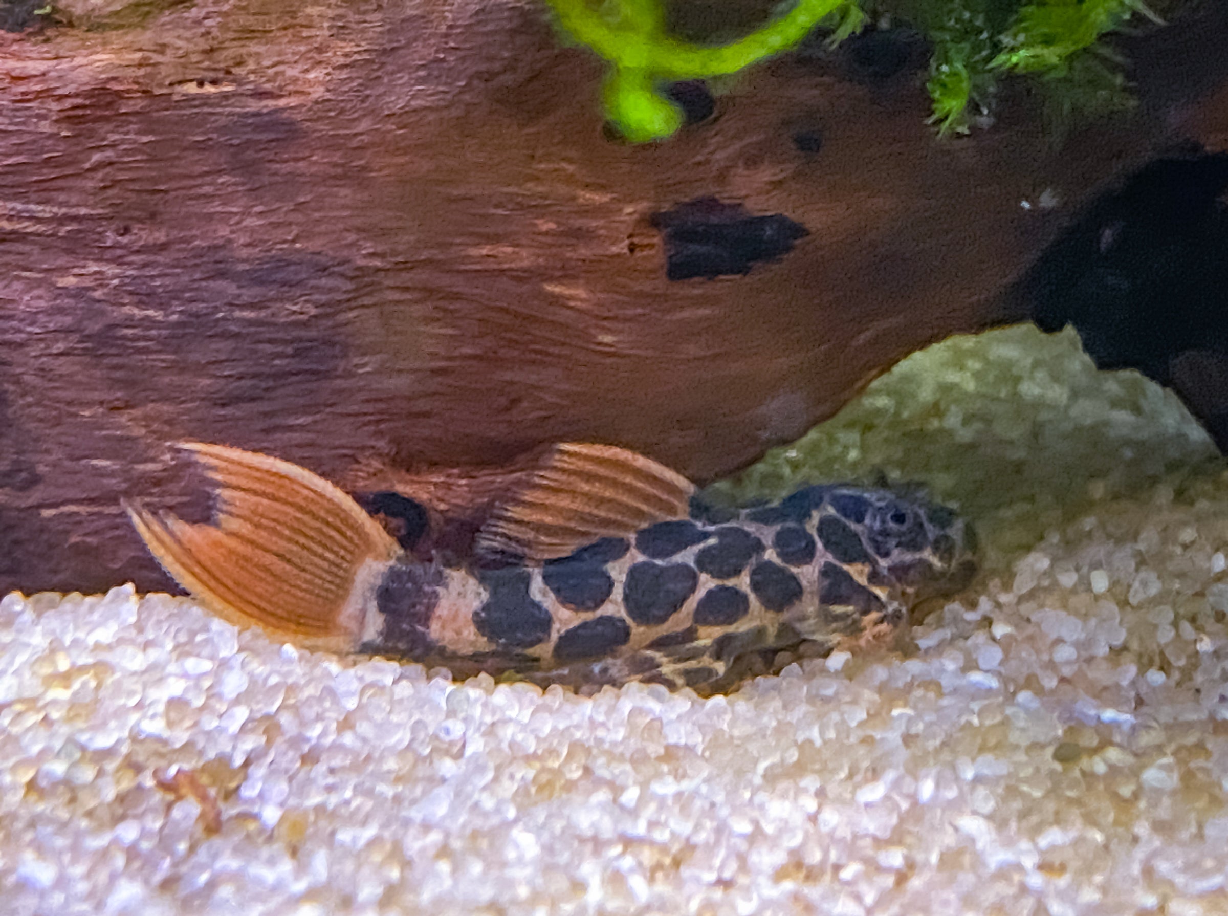 Leopard Cactus Pleco L600 | Fancy Fishes