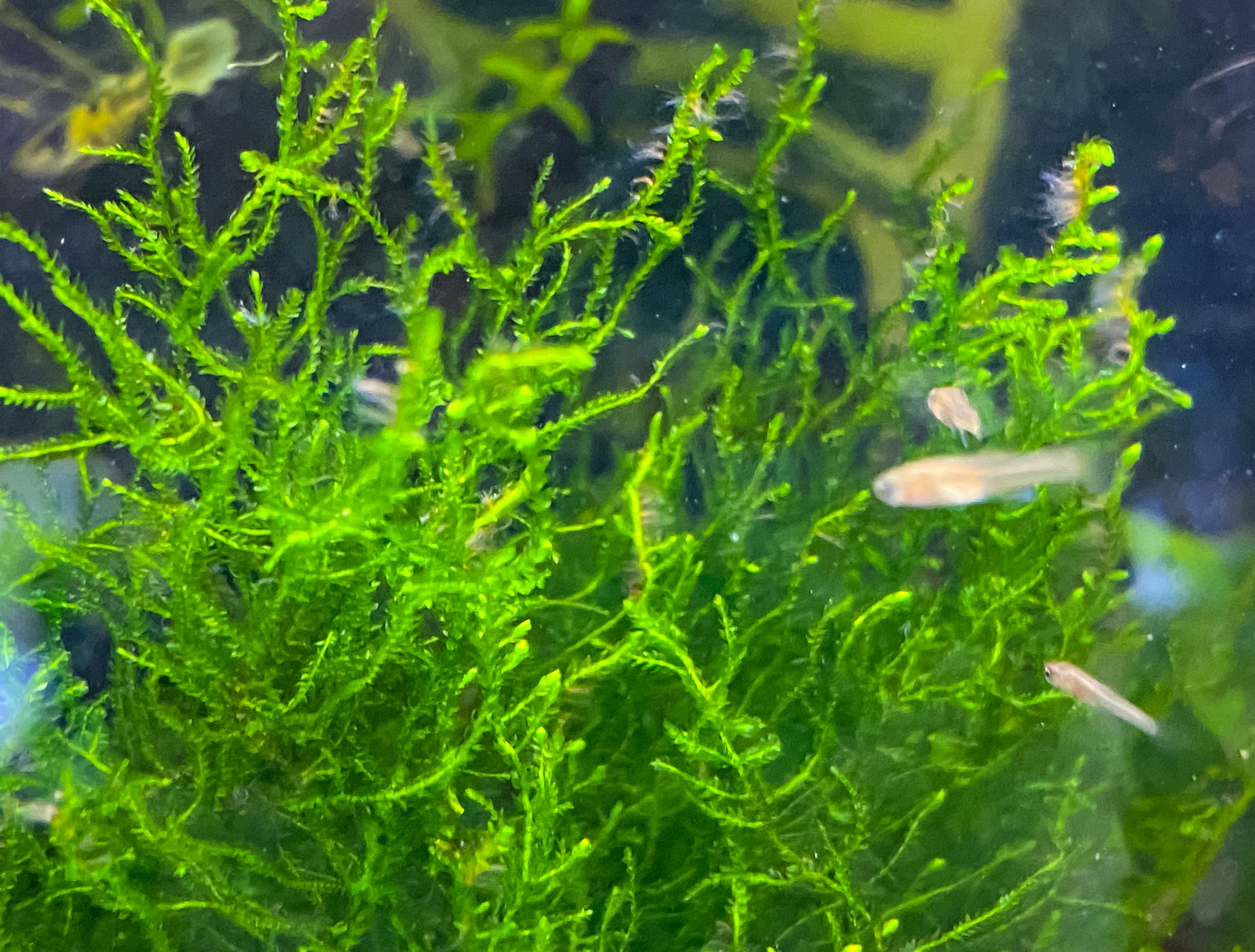 Flame Moss | Fancy Fishes