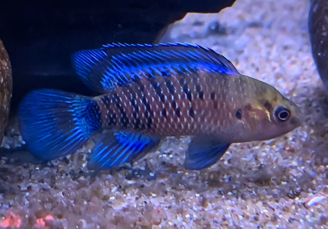 Fancy Fishes