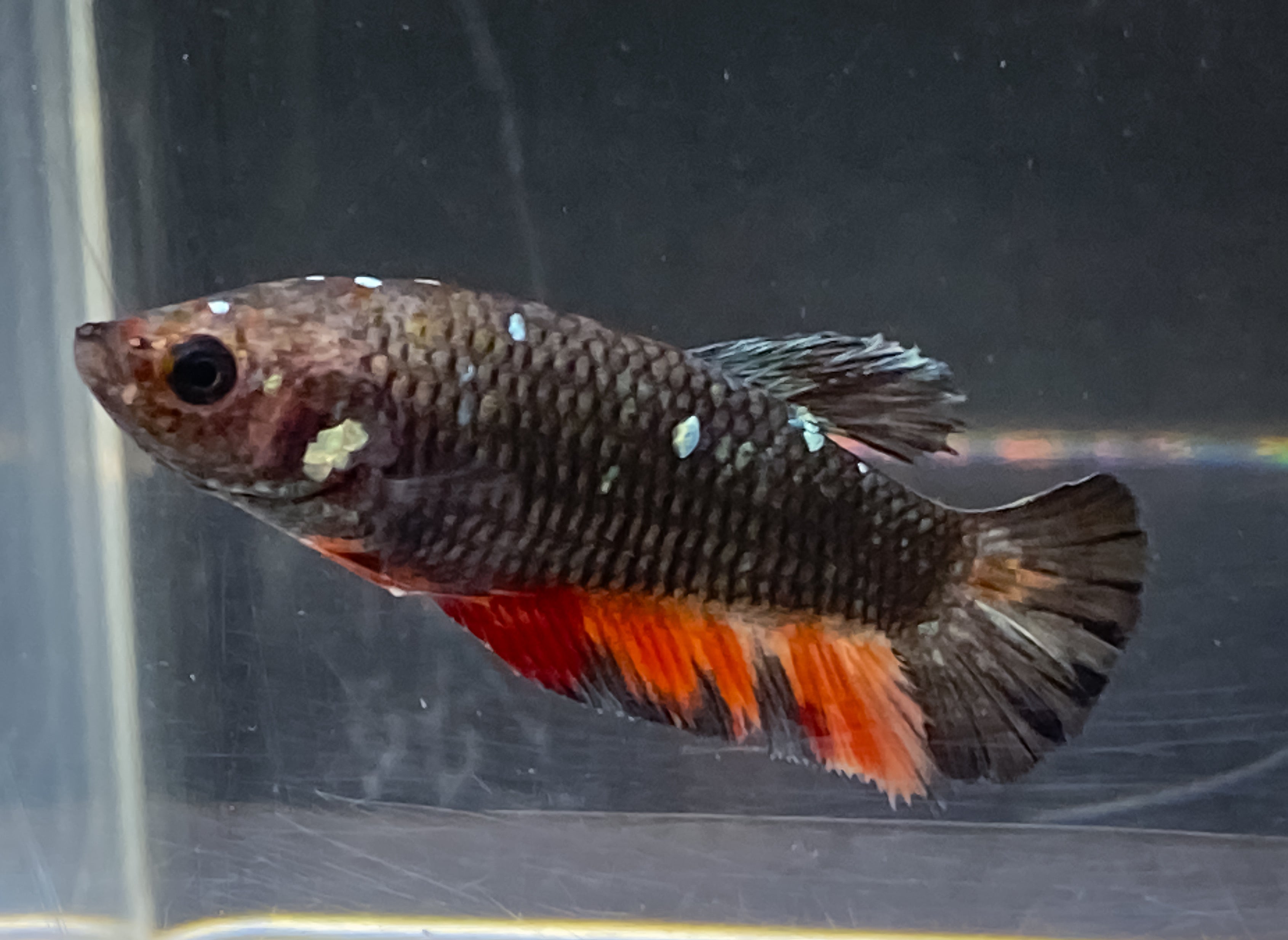 Avatar Nemo HMPK Female | Fancy Fishes