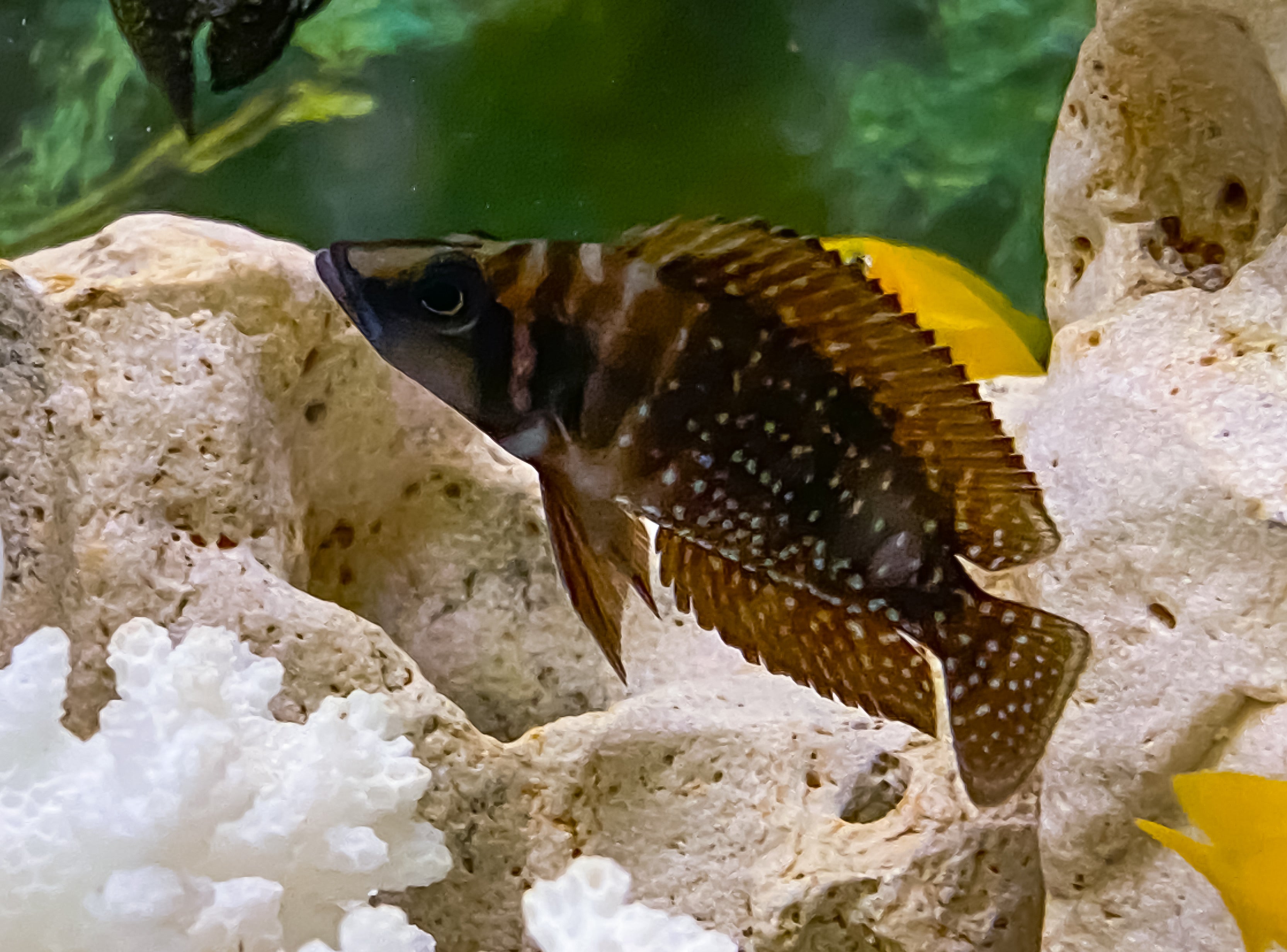 Altolamprologus Calvus Black | Fancy Fishes
