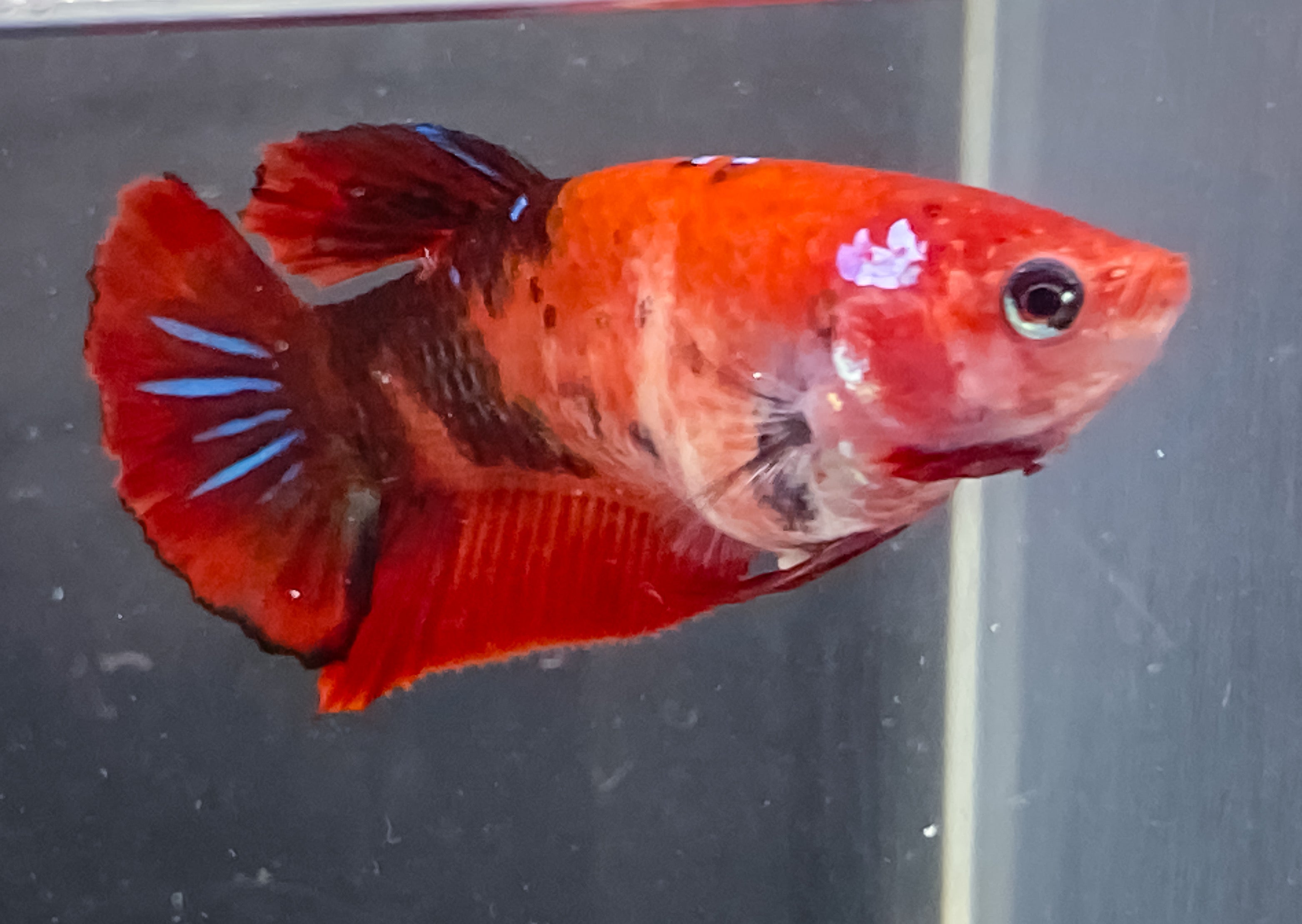 Red Koi HMPK Female | Fancy Fishes
