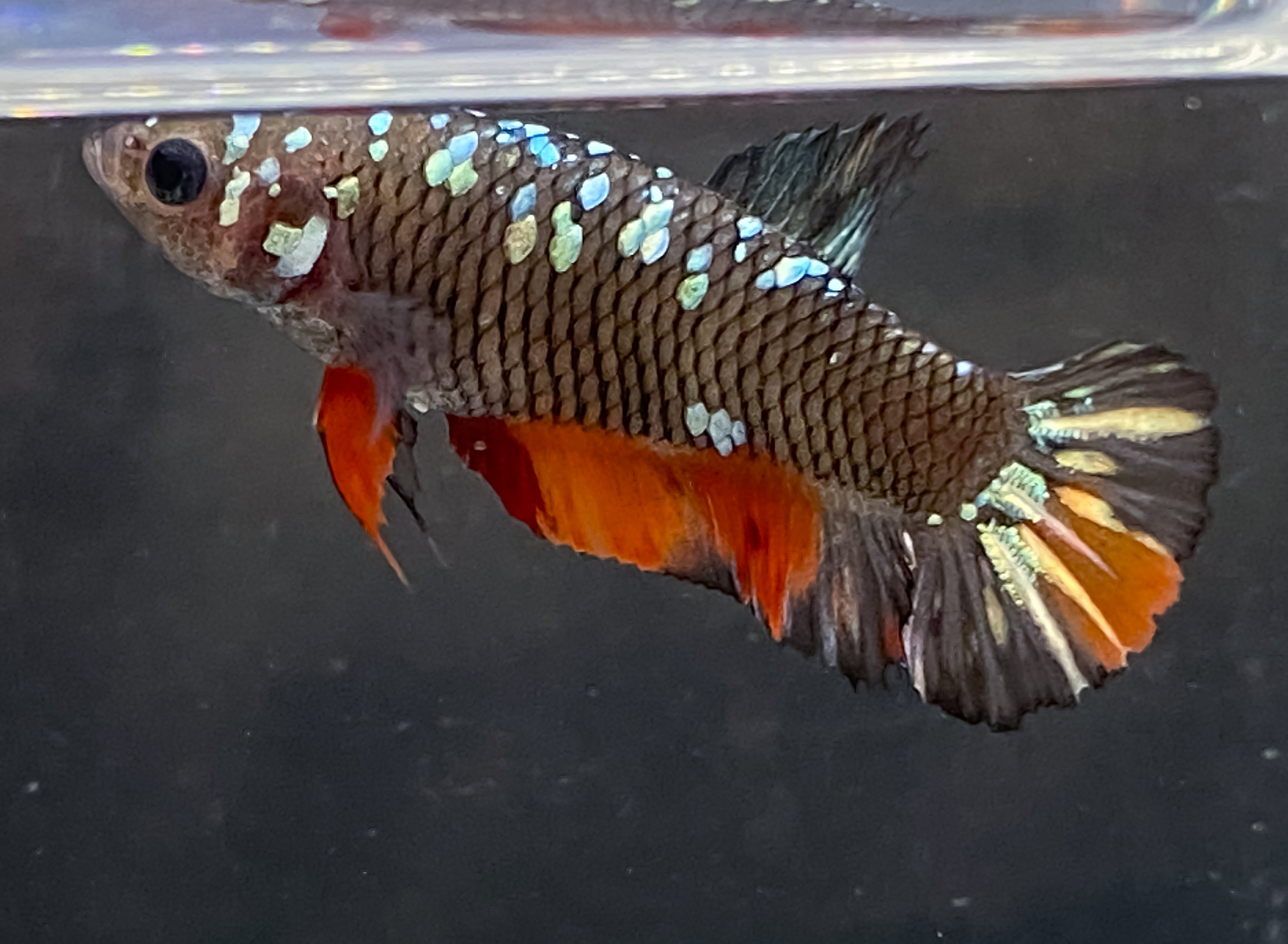 Avatar Nemo HMPK Female | Fancy Fishes